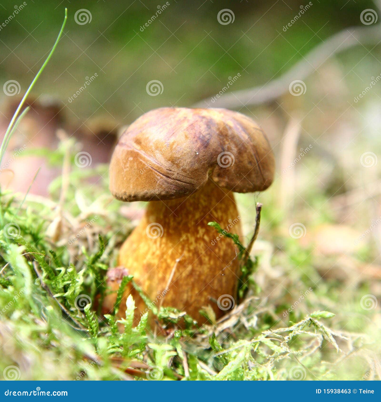 Xerocomus stock image. Image of aromatic, closeup, delicious - 15938463