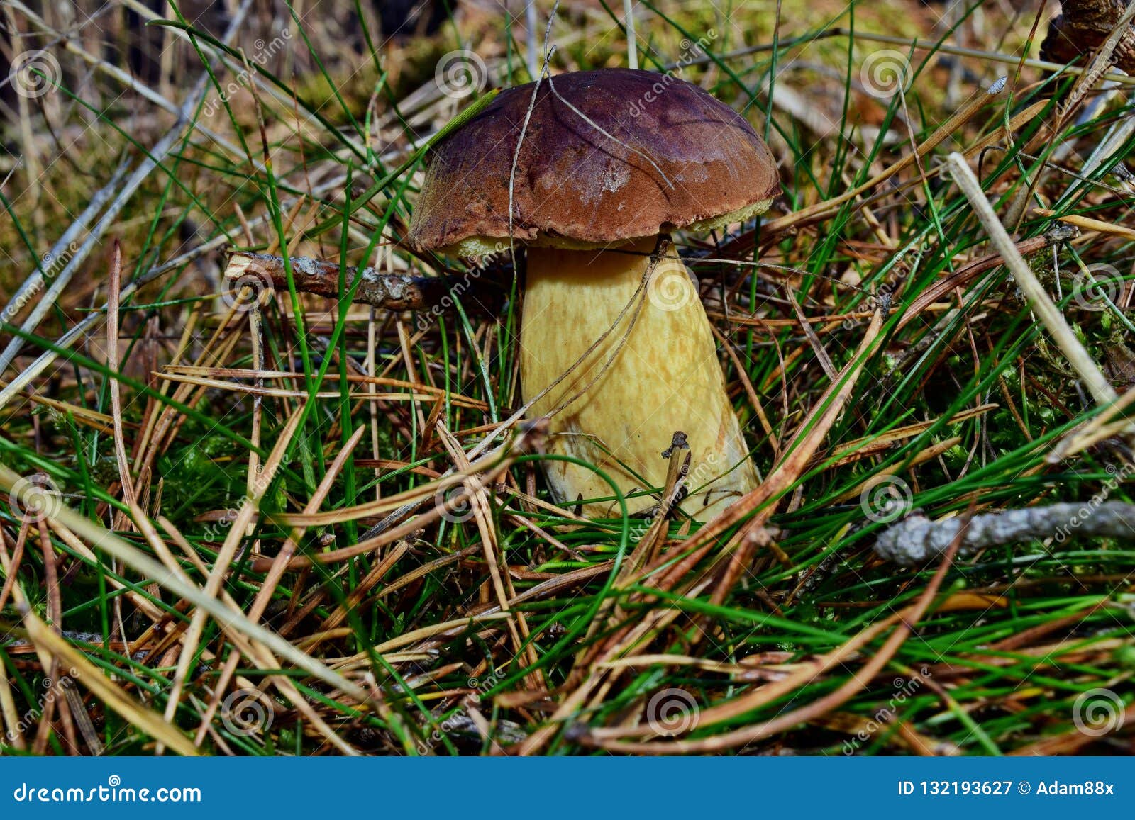 Xerocomus Badius Edible Mushroom Stock Image - Image of ingredient ...