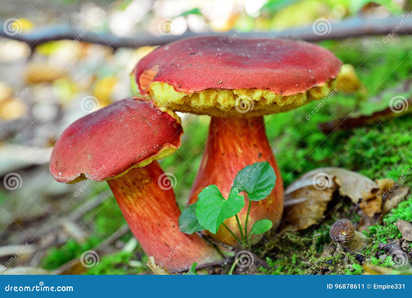 Xerocomus Dryophilus Mushroom Stock Image - Image of mushroom ...