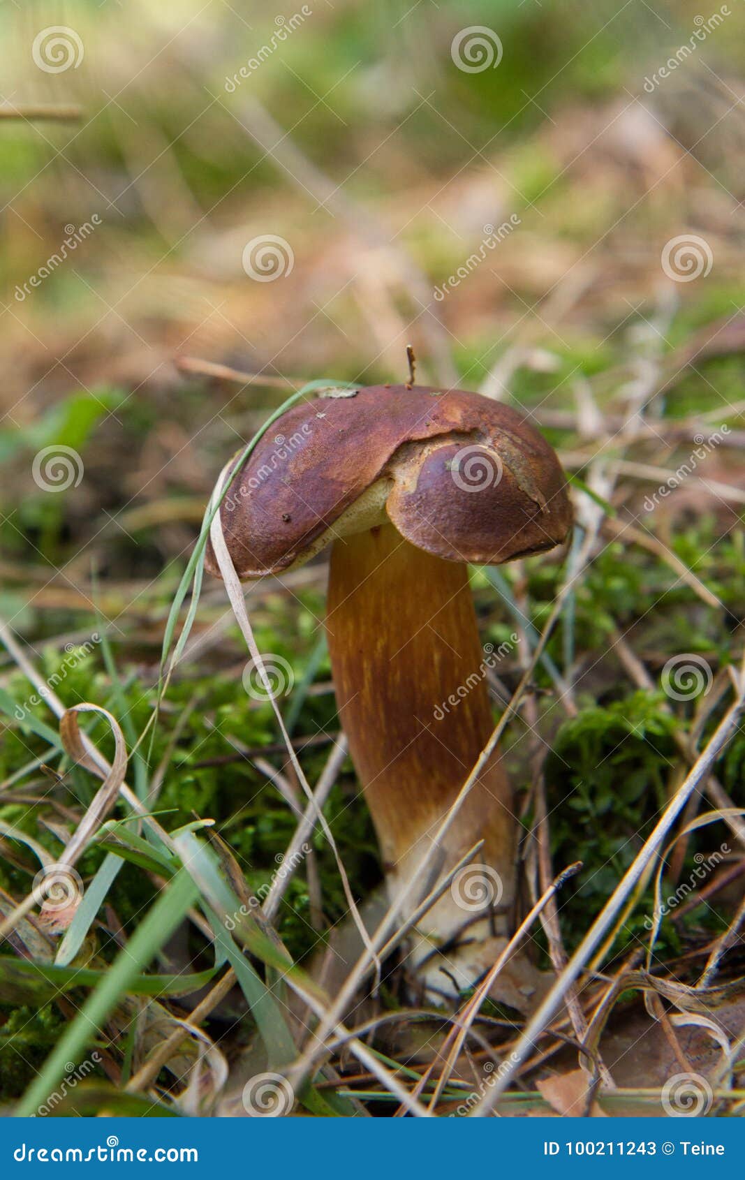 Xerocomus mushroom stock image. Image of mushroom, fungi - 100211243