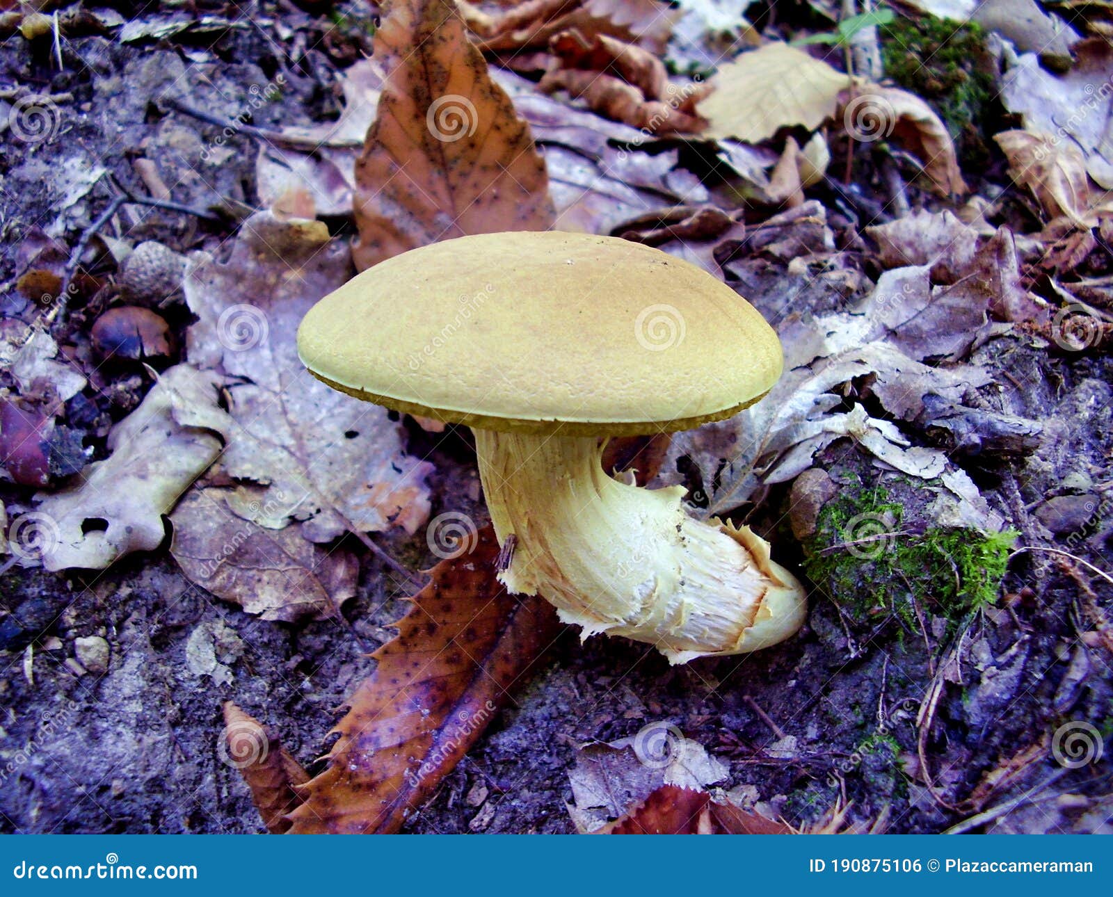 Xerocomus Subtomentosus stock photo. Image of xerocomus - 190875106