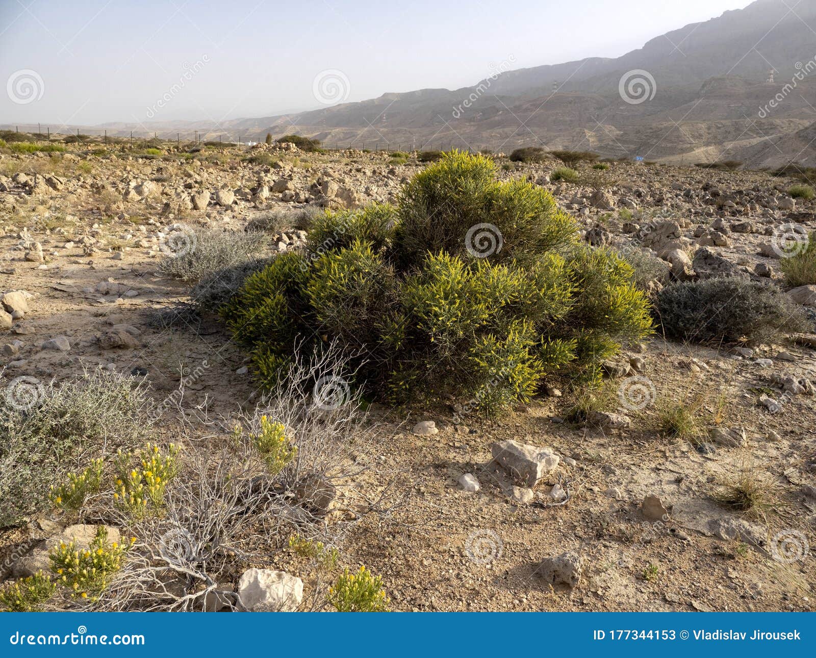Xerophyte Coastal Vegetation Withstands Drought. Oman Stock Image ...