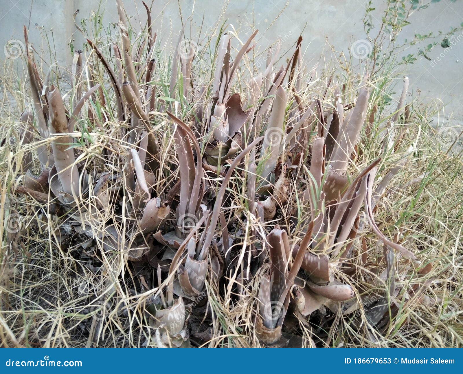 A Xerophyte Plant Have a Healthy Benefits Stock Image - Image of ...