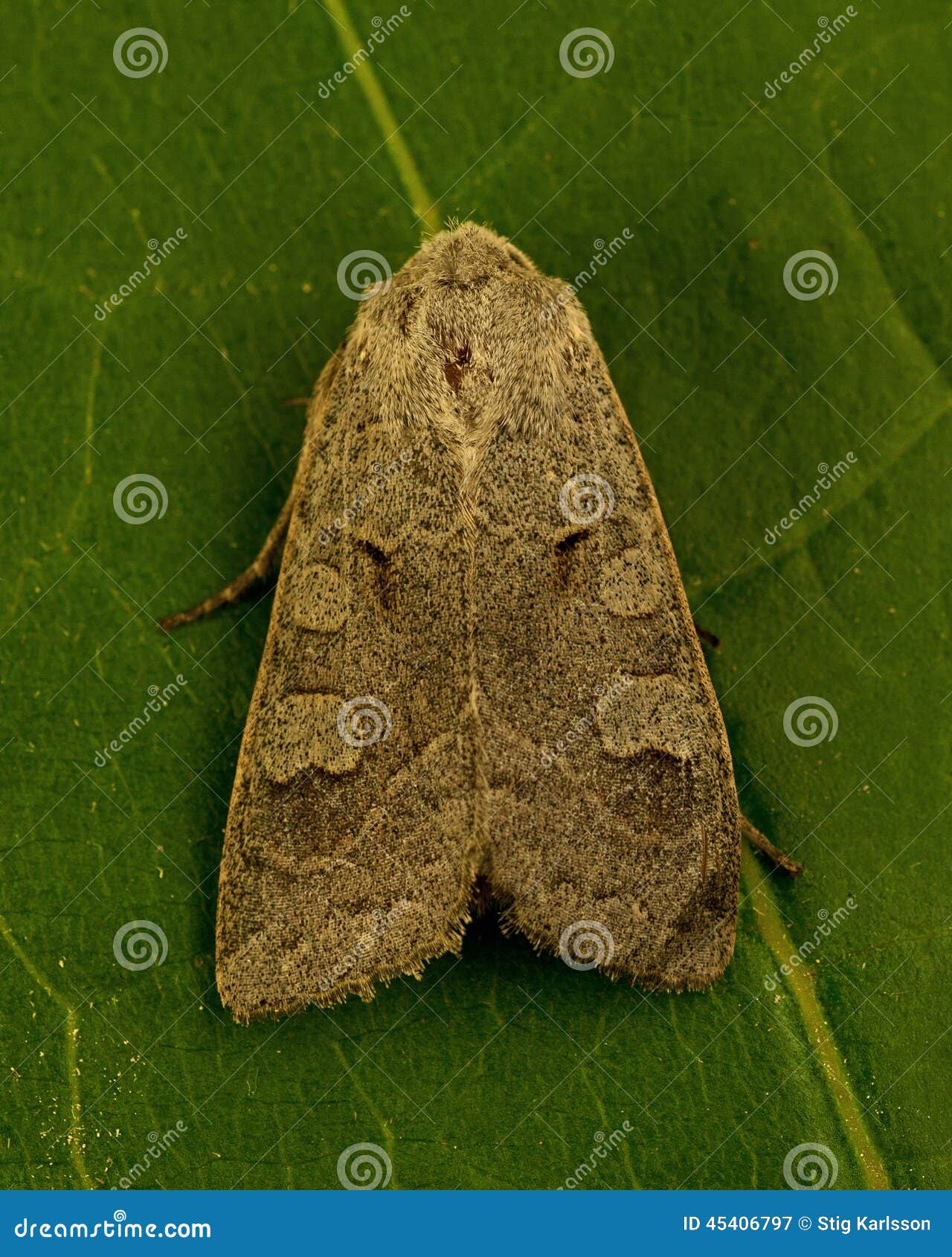 Xestia Xanthographa Square-spot Rustic Stock Image - Image of wild ...