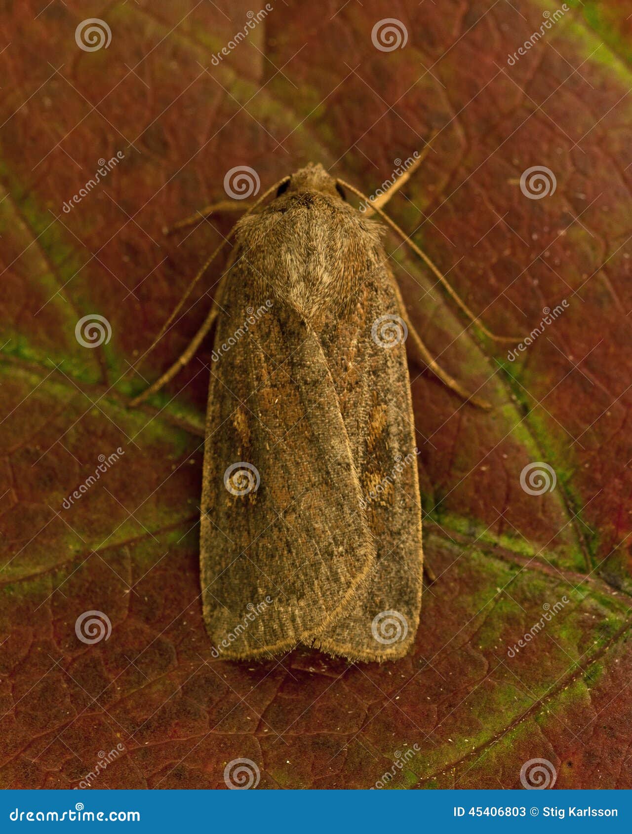 Xestia Xanthographa Square-spot Rustic Stock Image - Image of crops ...
