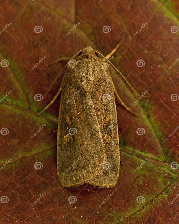Xestia Xanthographa Square-spot Rustic Stock Image - Image of crops ...