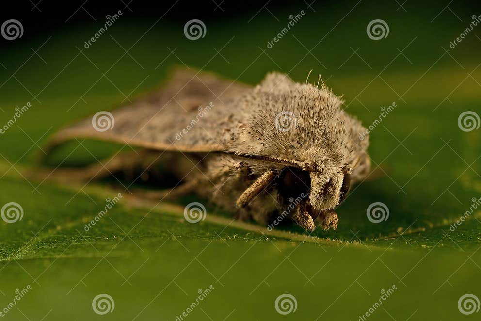 Xestia Xanthographa Square-spot Rustic Stock Photo - Image of closeup ...