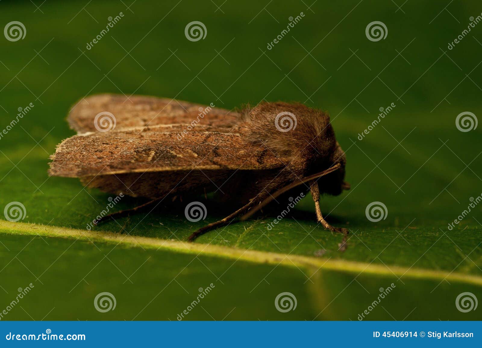 Xestia Xanthographa Square-spot Rustic Stock Photo - Image of outdoor ...