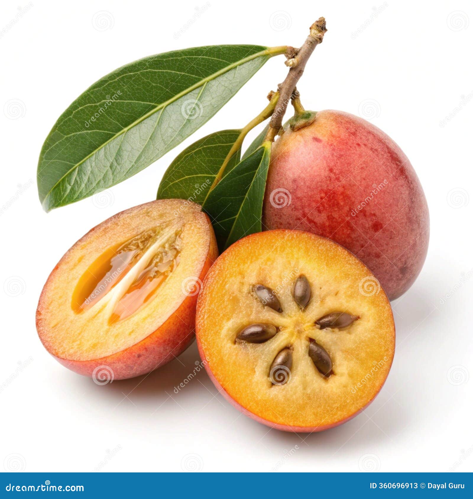 Ximenia Isolated on Transparent Background Stock Illustration ...