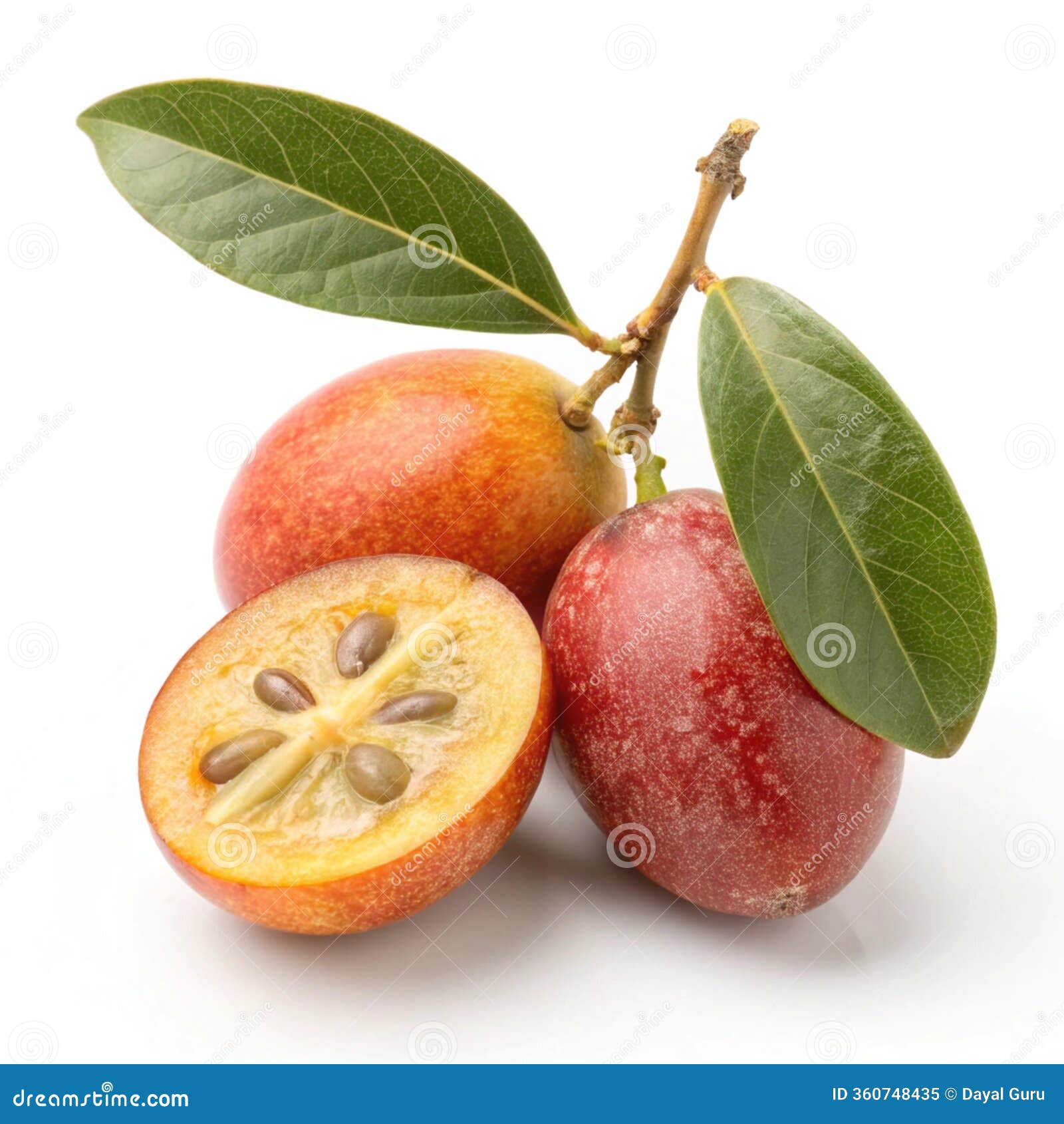 Ximenia Isolated on Transparent Background Stock Illustration ...