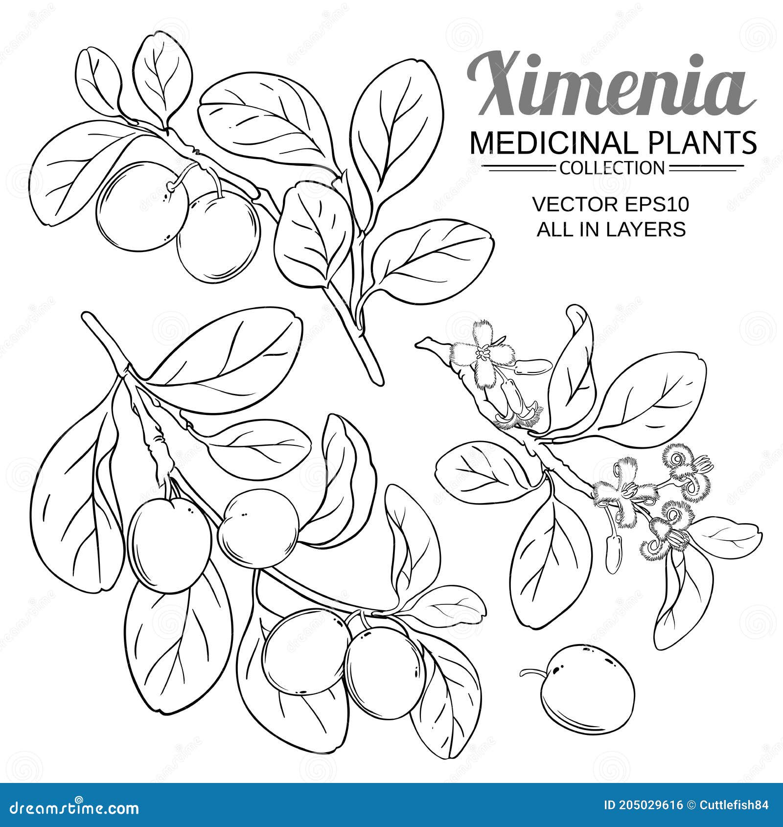Ximenia vector set stock vector. Illustration of diet - 205029616