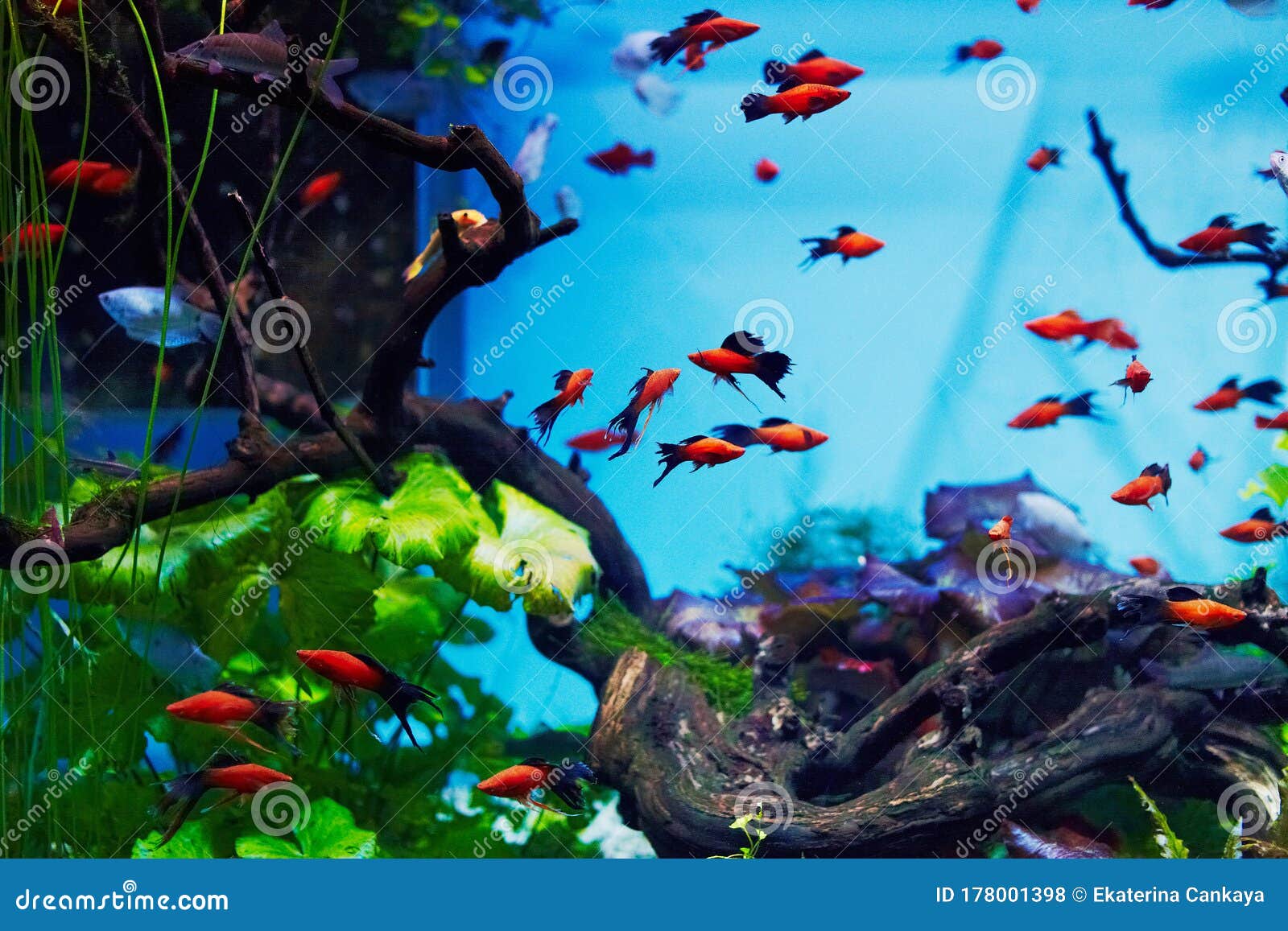 Xiphophorus Fishes in Aquarium Stock Photo - Image of catfish ...