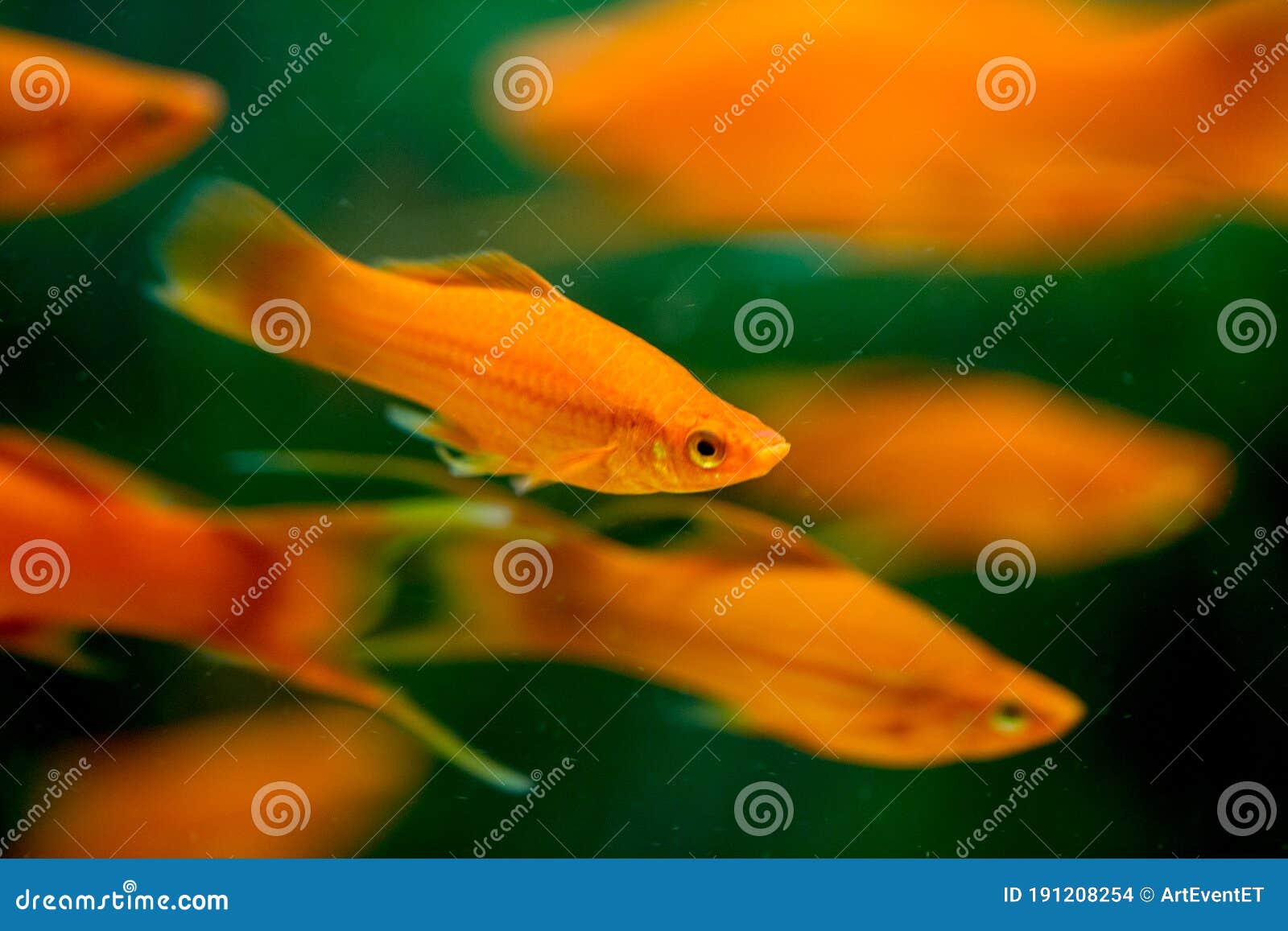 Xiphophorus Maculatus Fish in the Aquarium Stock Photo - Image of plant ...
