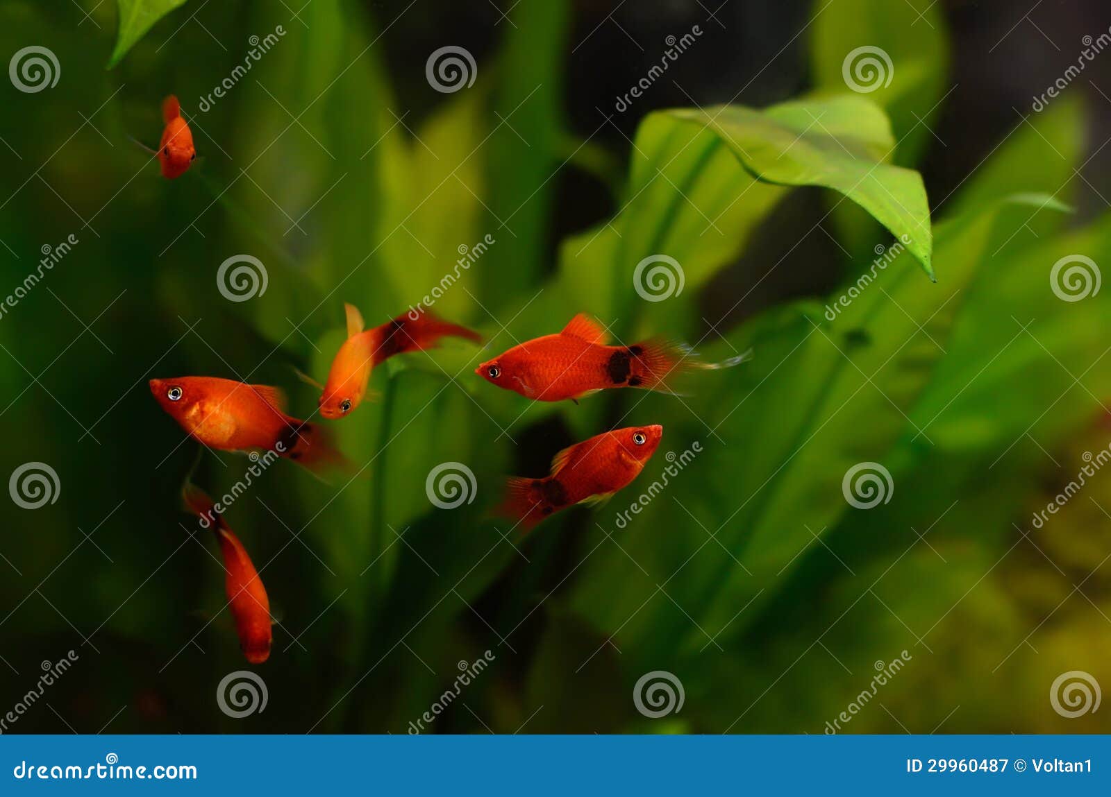 Xiphophorus maculatus fish stock image. Image of green - 29960487