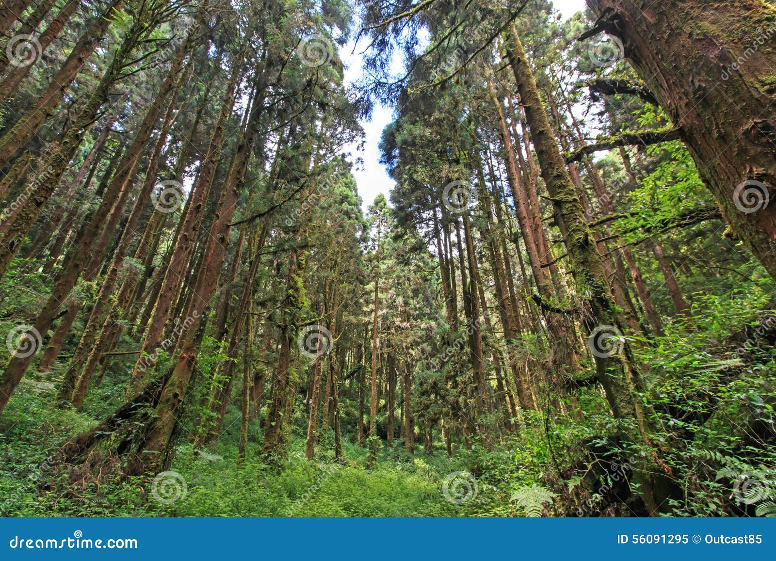 Xitou Forest in Nantou, Taiwan Stock Image - Image of space, natural ...
