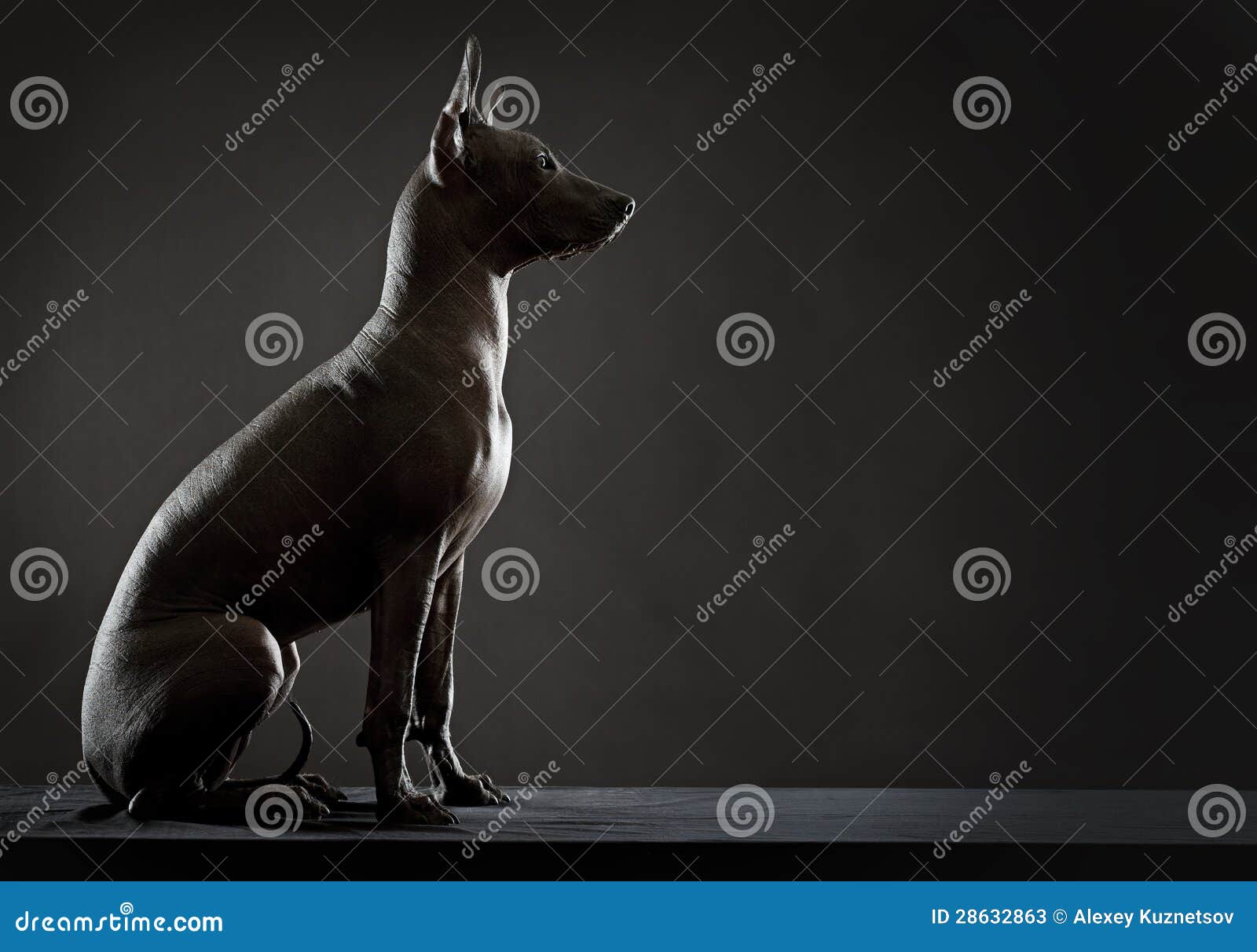 Xoloitzcuintle mexicano imagen de archivo. Imagen de mascota - 28632863