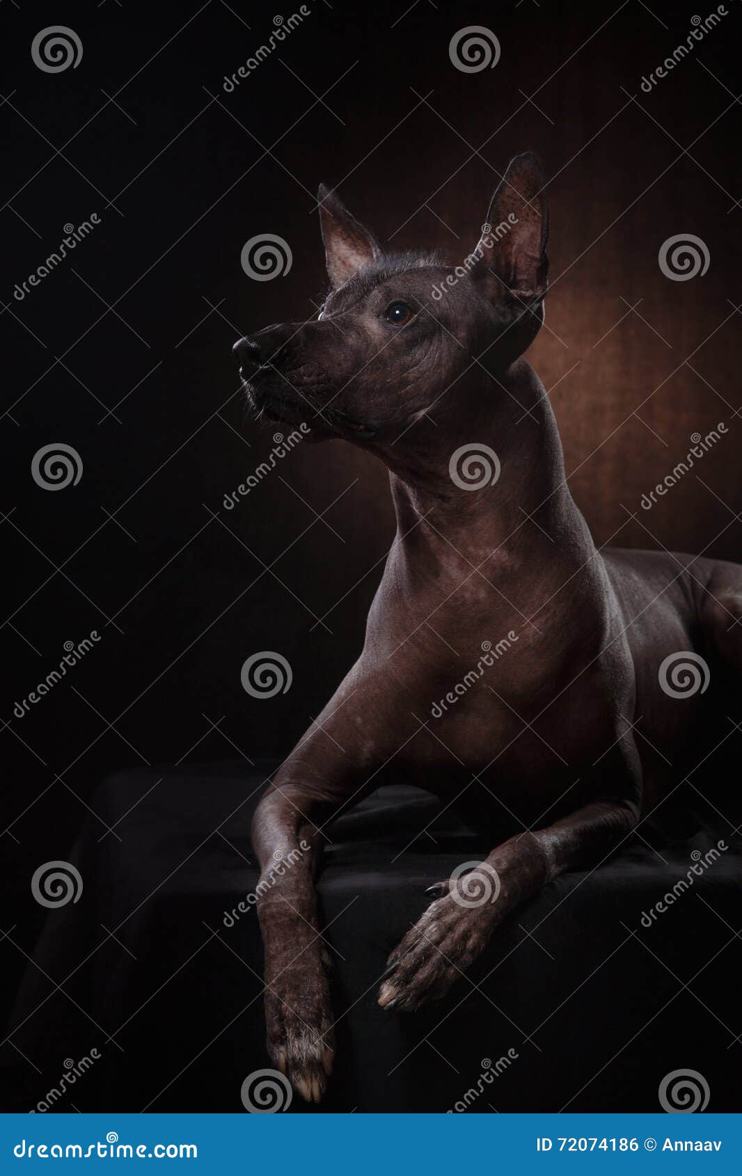 Xoloitzcuintle - Raza Mexicana Sin Pelo Del Perro Foto de archivo ...