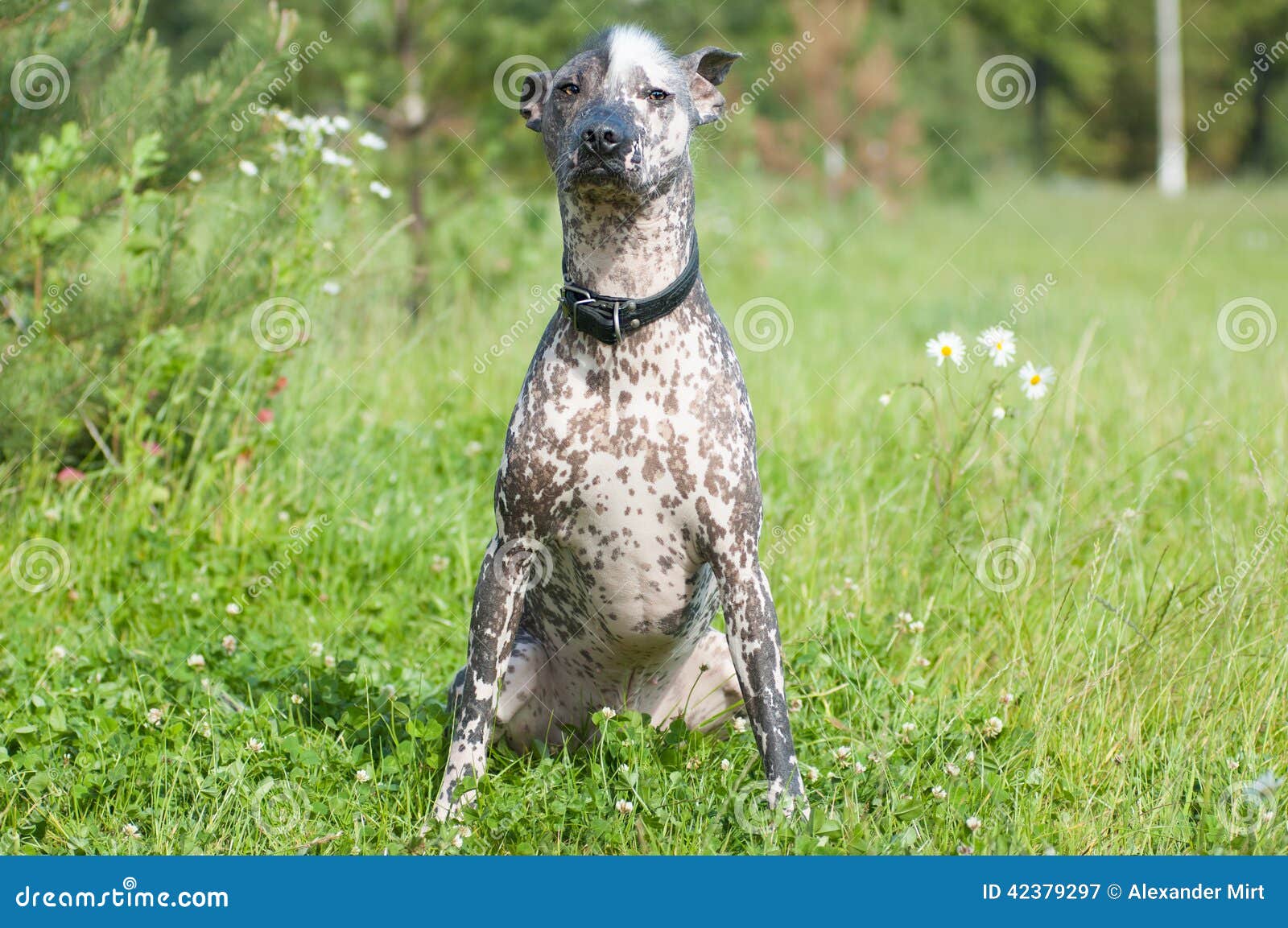 Xoloitzcuintle - Unbehaarter Hund Stockbild - Bild von heimatlos, gras ...
