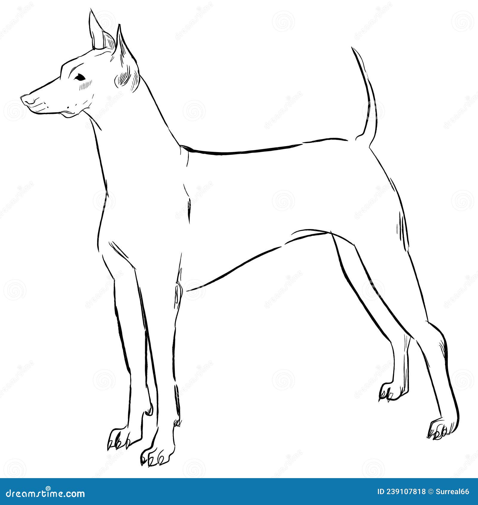 Xoloitzcuintli Dog Isolated on White Background Stock Vector ...