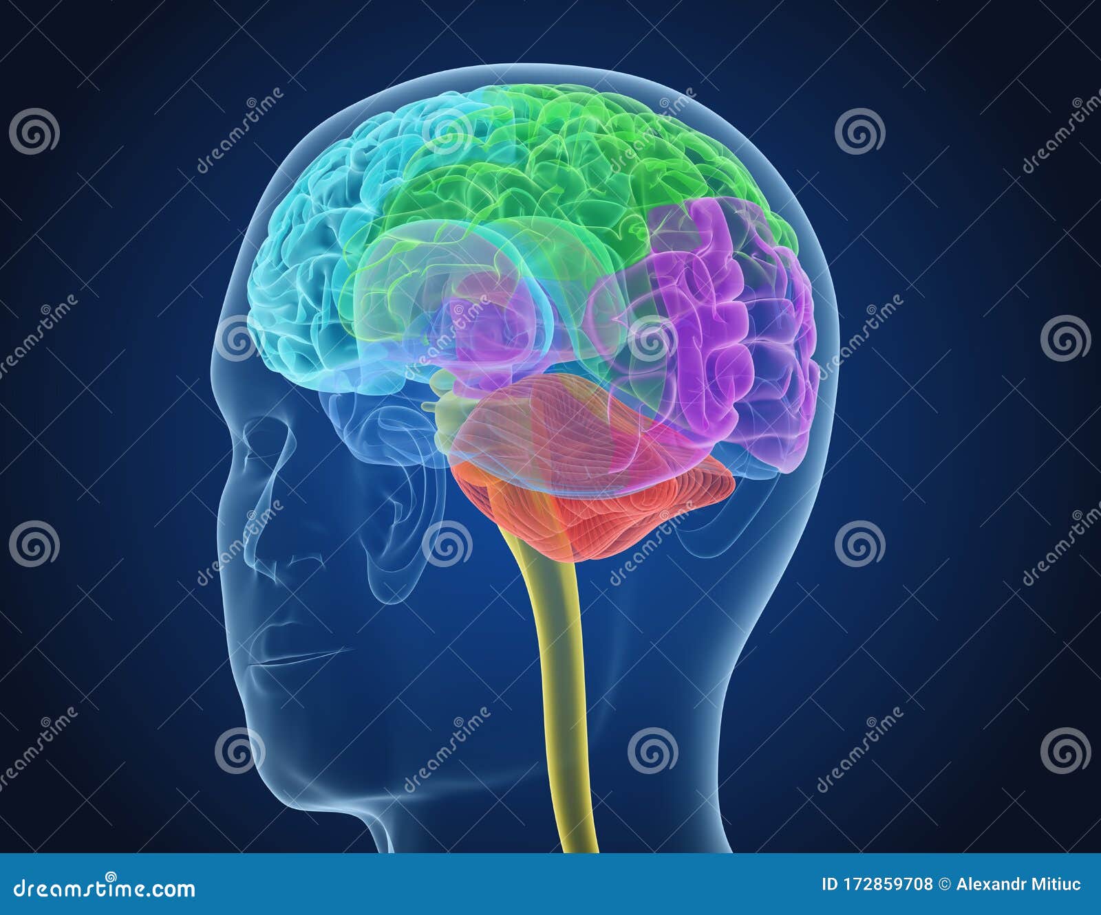 Xray Brain Anatomy with Inner Structure, Medically Accurate Stock ...