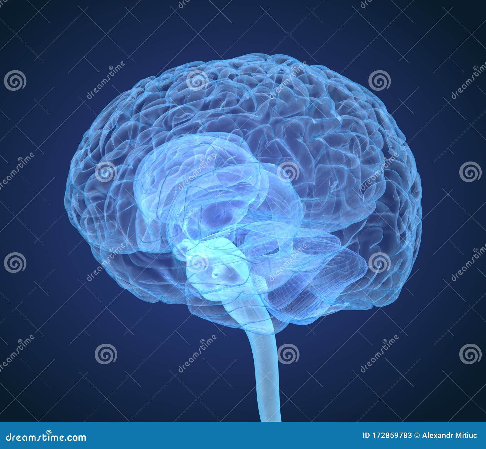 Xray Brain Anatomy with Inner Structure, Medically Accurate Stock ...
