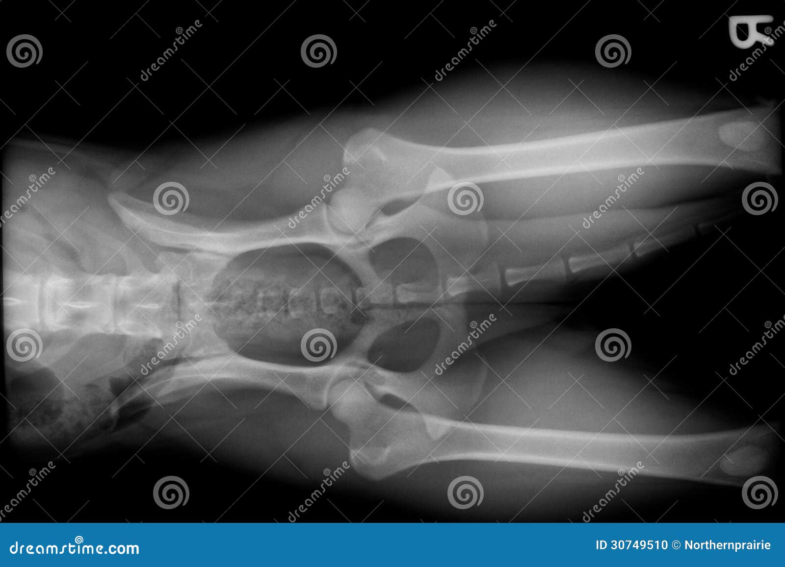 Xray of Dog Pelvis and Abdomen Stock Photo - Image of radiograph ...