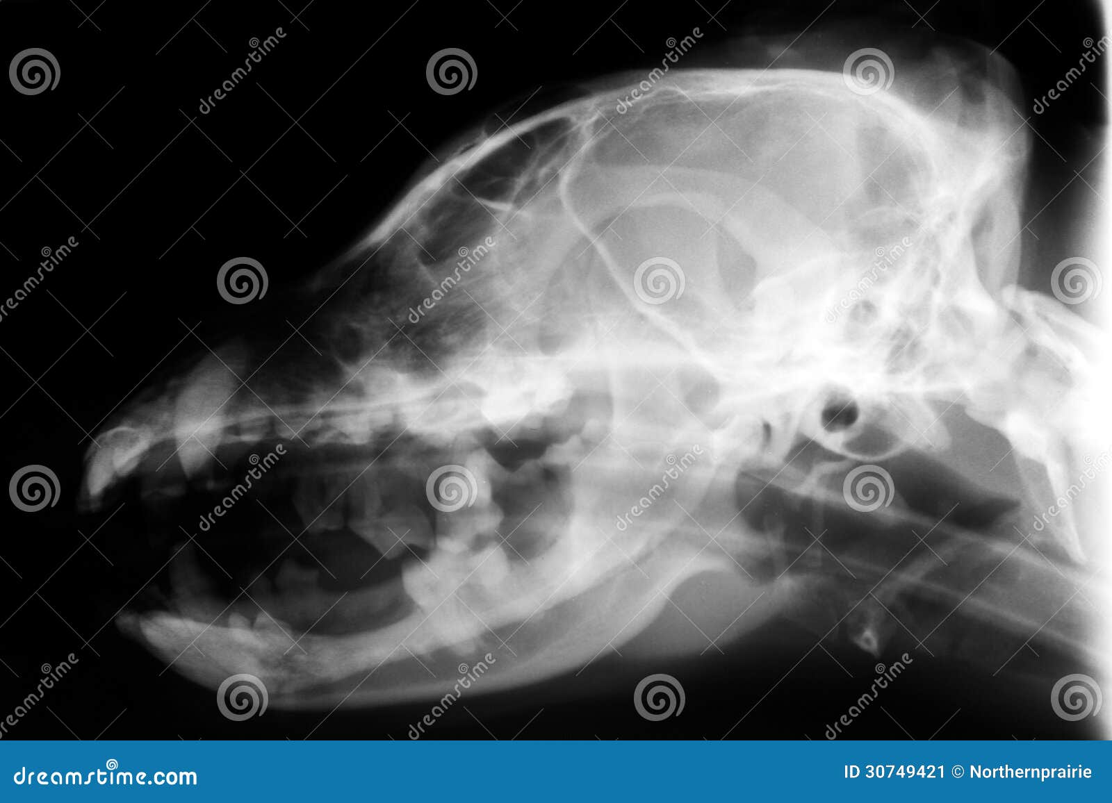 Xray of dog skull stock image. Image of medicine, skull - 30749421