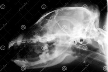 Xray of dog skull stock image. Image of medicine, skull - 30749421