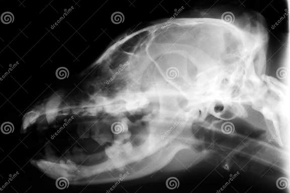 Xray of dog skull stock image. Image of medicine, skull - 30749421