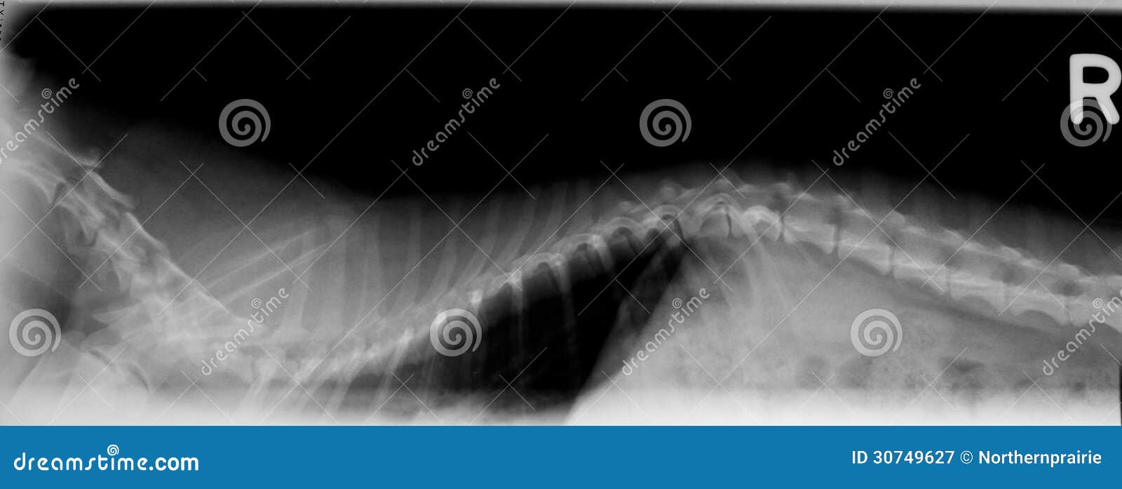 Xray of dog spine stock image. Image of spine, canine - 30749627