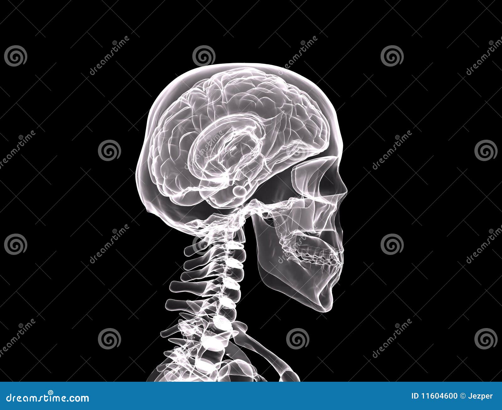 Xray/Face side view stock illustration. Illustration of hospital - 11604600