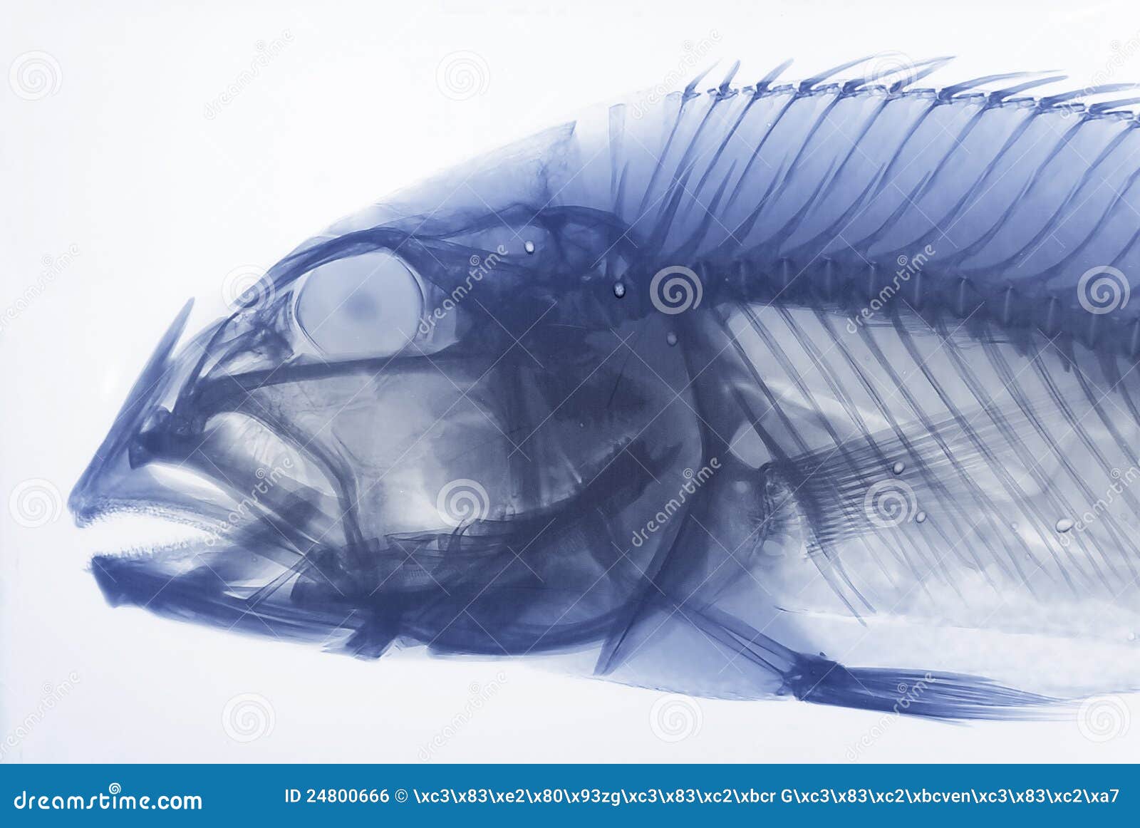 Xray of a Fish stock photo. Image of fish, piranha, radiography - 24800666