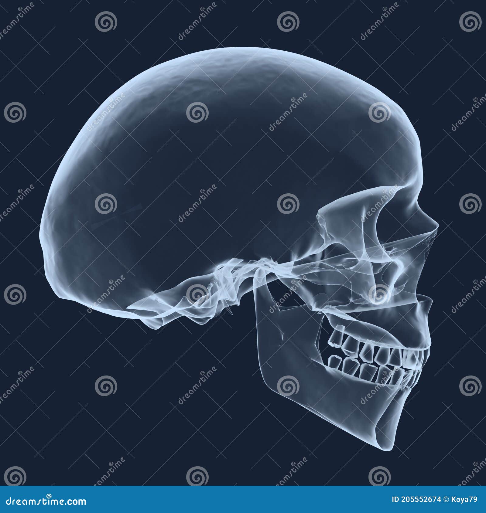 Xray Human Head Skull 3d Rendering Stock Illustration - Illustration of ...