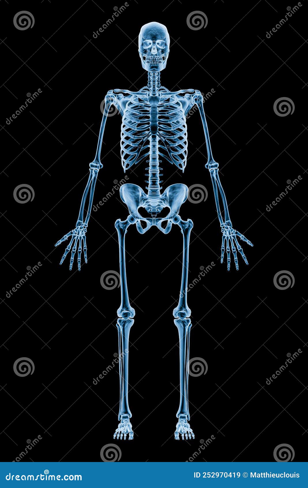 Xray Image of Anterior or Front View of Full Human Skeletal System or ...