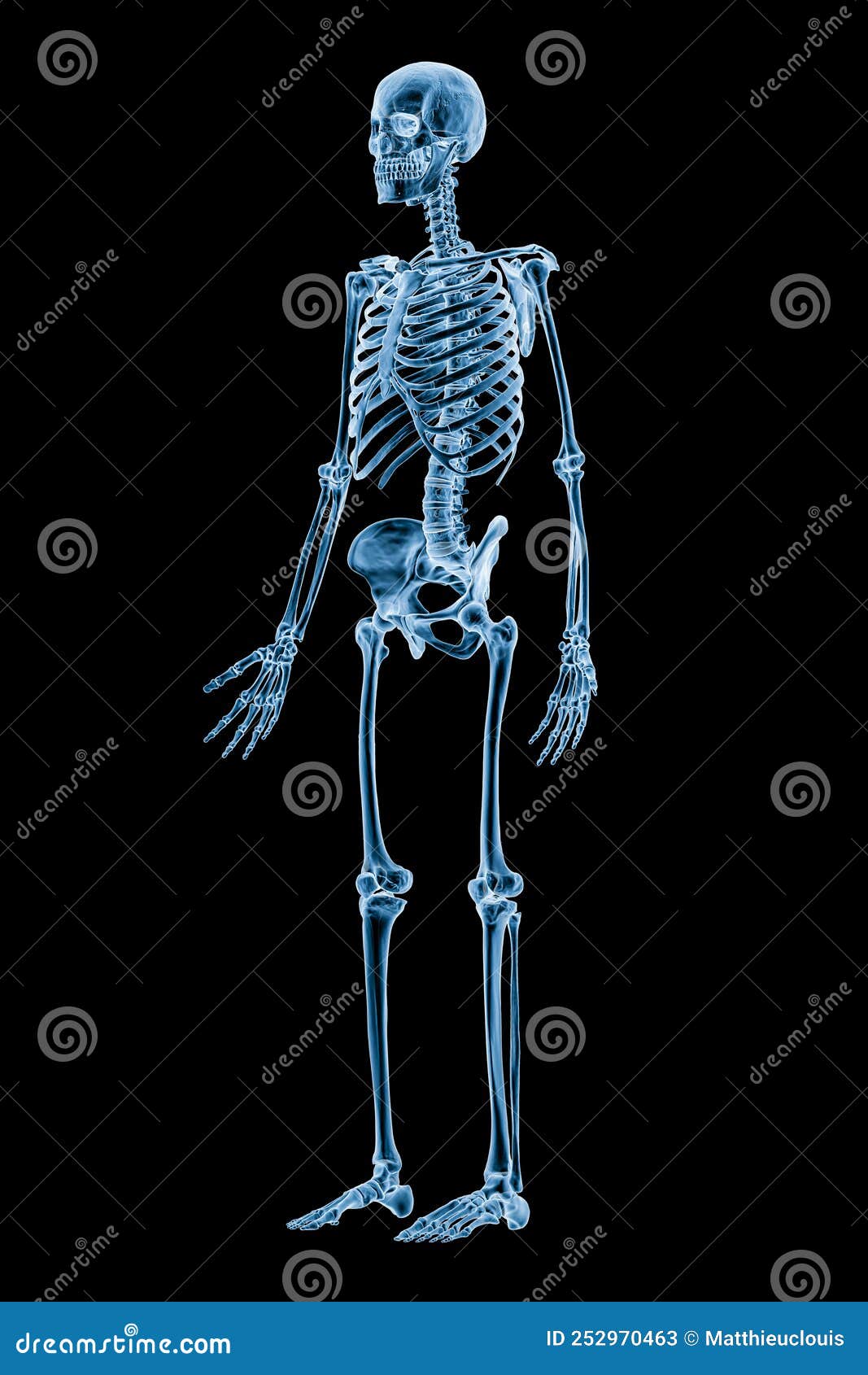 Anterior Three-quarter View Of Accurate Human Skeletal System With ...