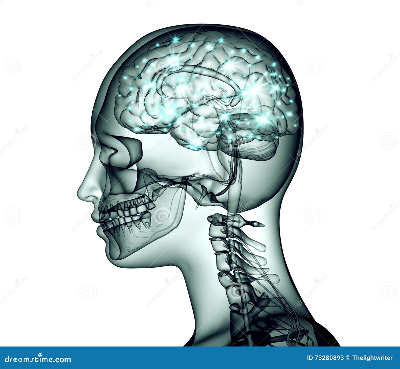 Xray Image of Human Head with Brain and Electric Pulses Stock ...