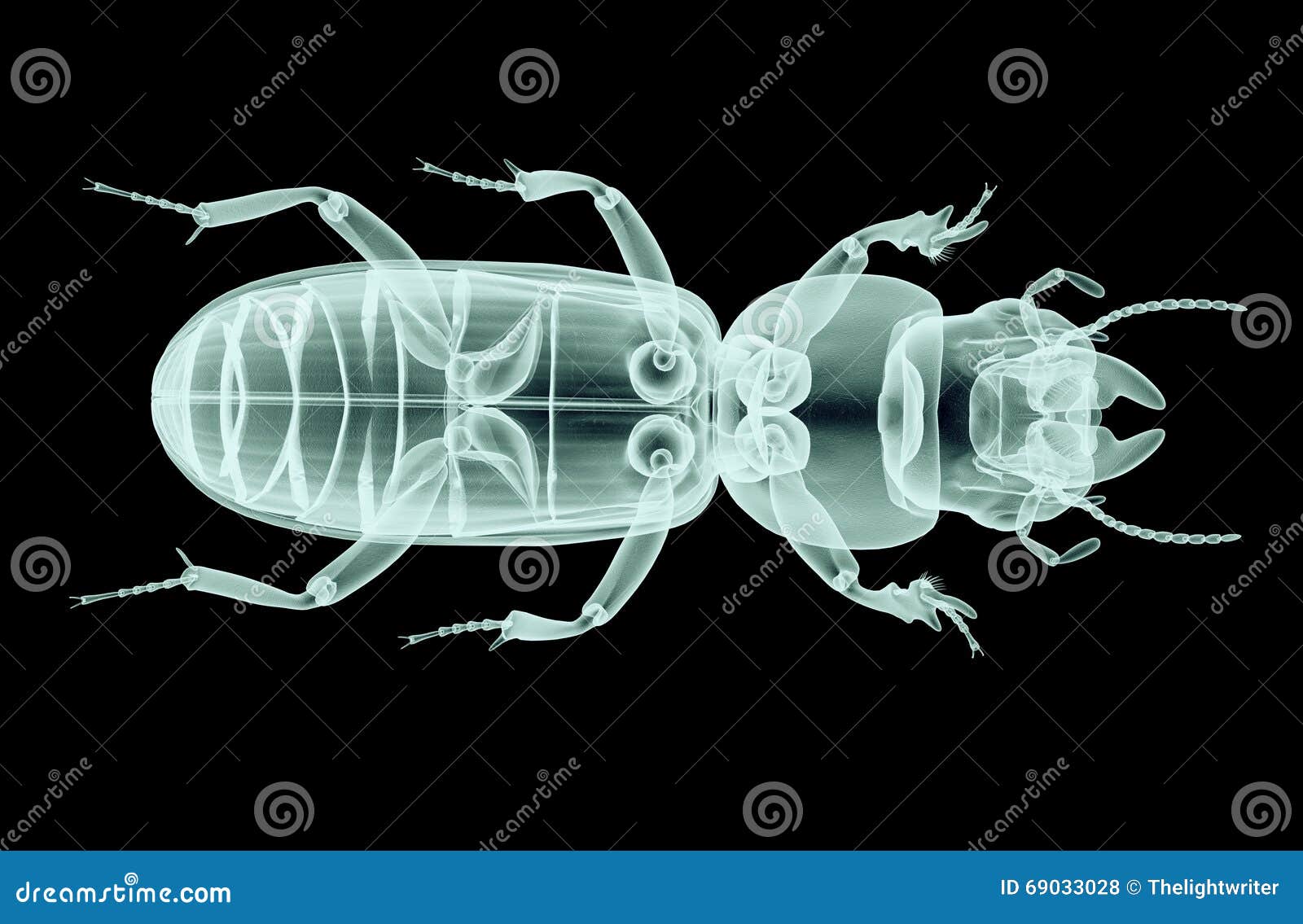 Xray Image of an Insect Isolated on Black with Clipping Path,, 3 Stock ...