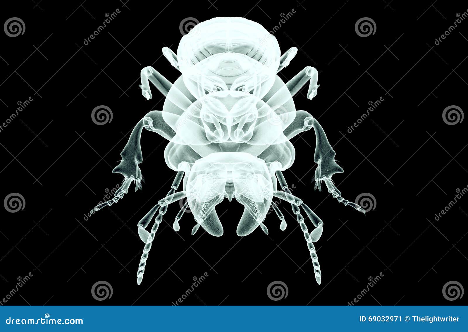 Xray Image of an Insect Isolated on Black with Clipping Path, 3D ...