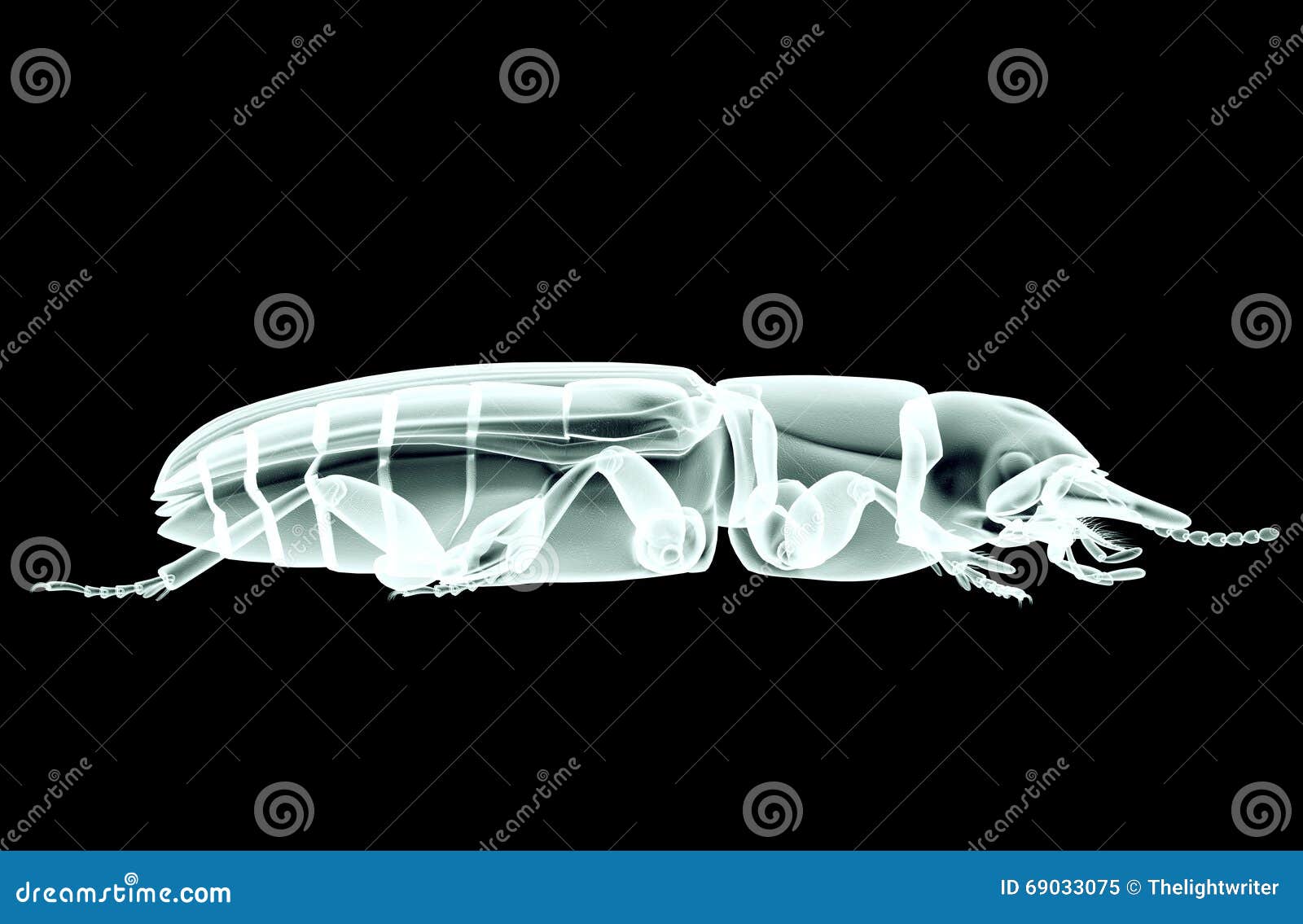 Xray Image of an Insect Isolated on Black with Clipping Path, 3D ...