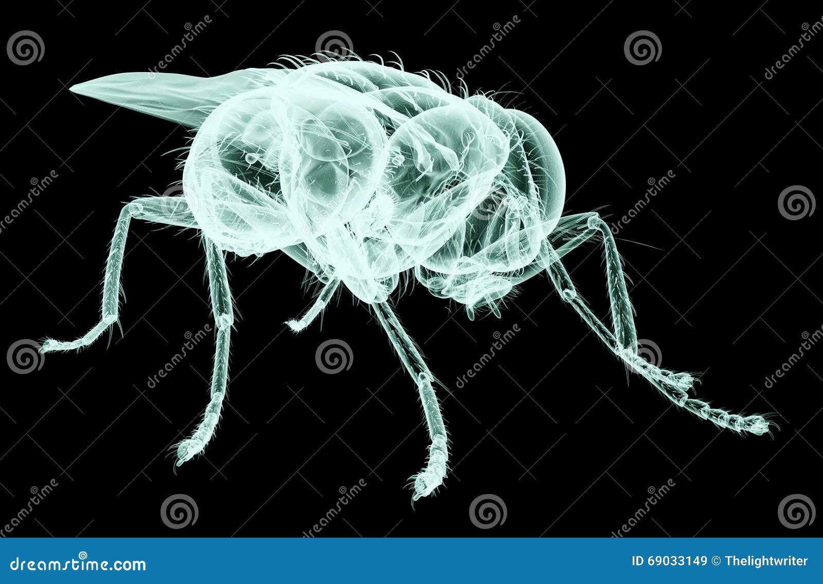 Xray Image of an Insect Isolated on Black with Clipping Path, 3D ...