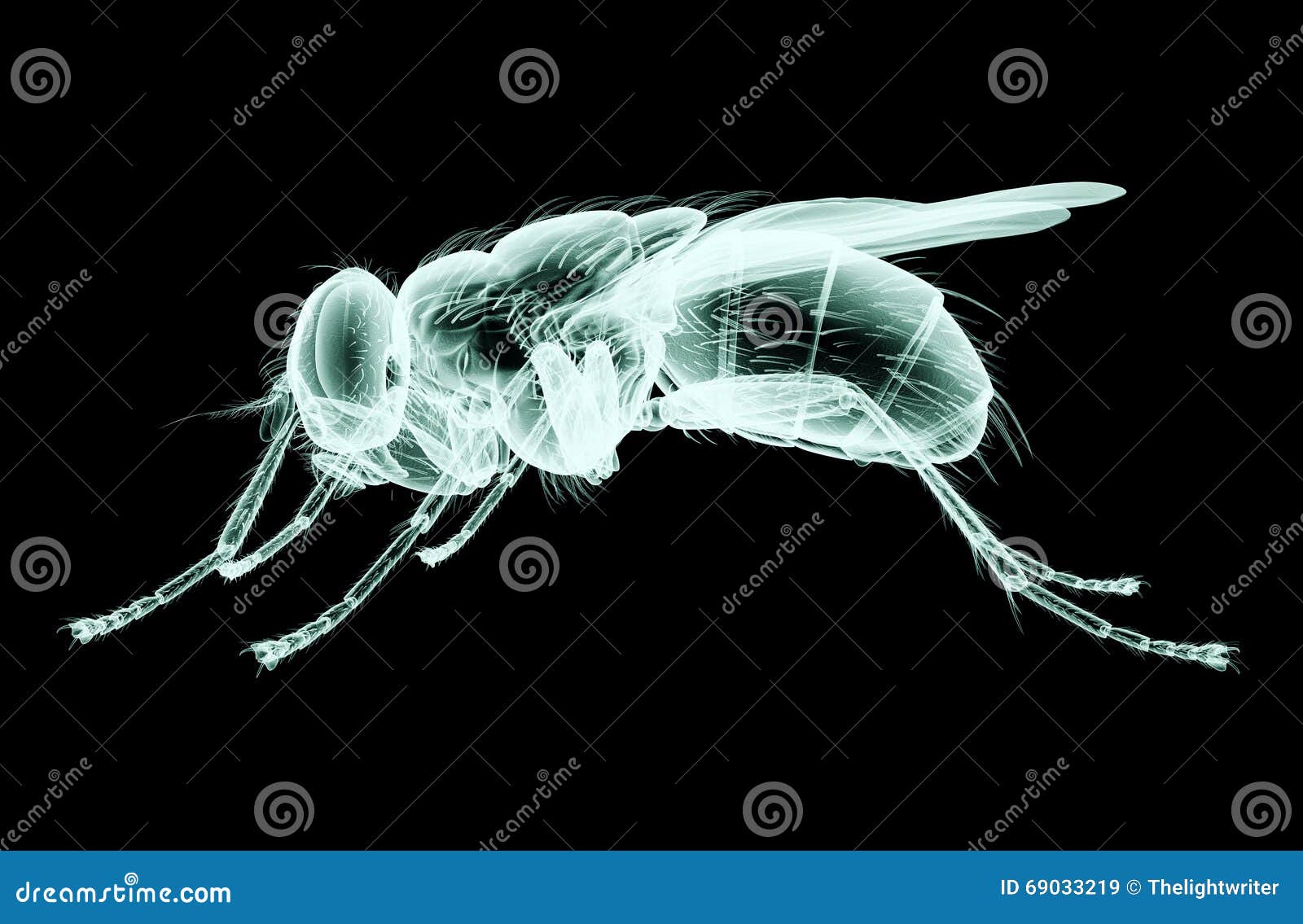 Xray Image of an Insect Isolated on Black with Clipping Path, 3D ...