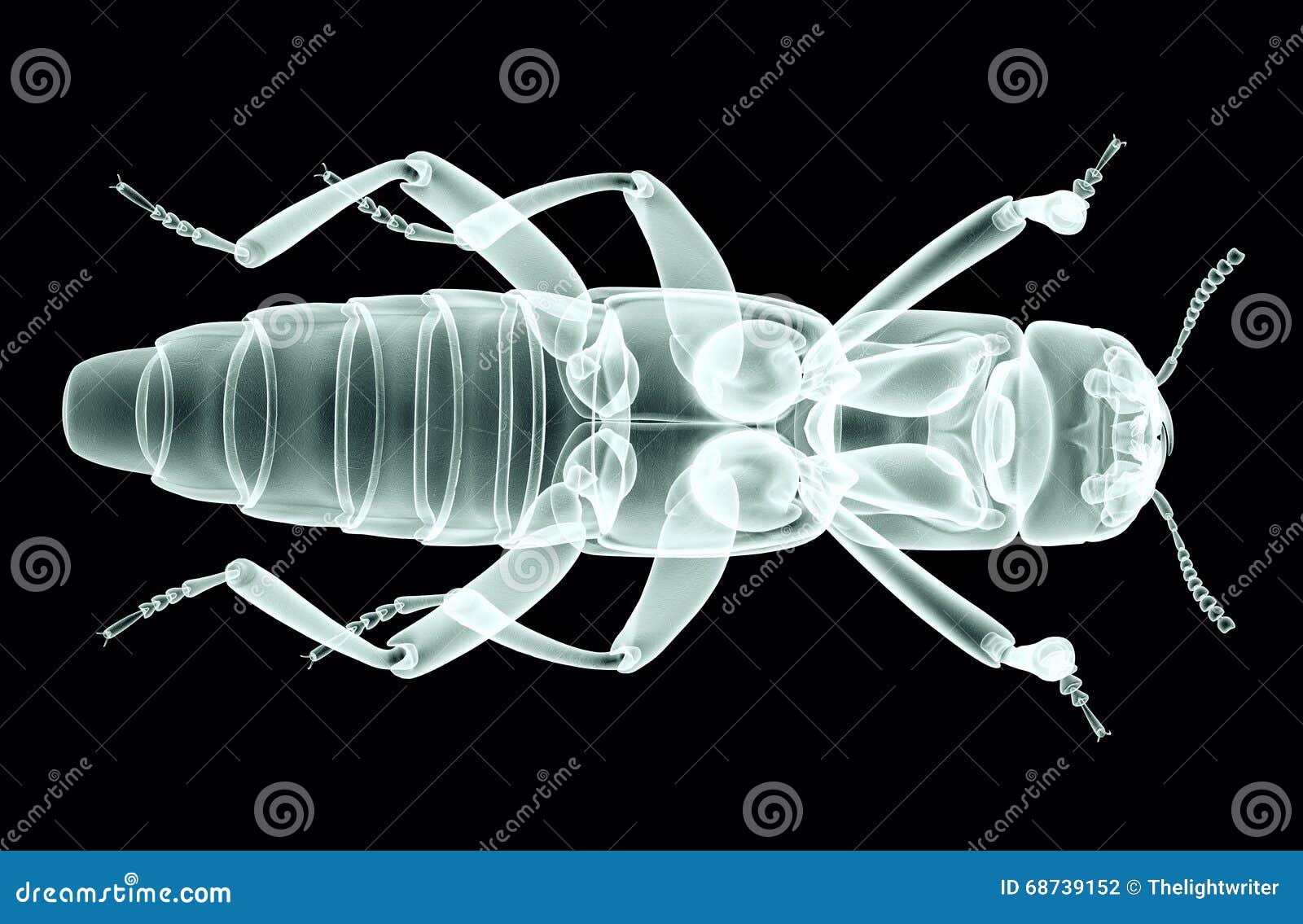 Xray Image of an Isect Isolated on Black with Clipping Path Stock Photo ...