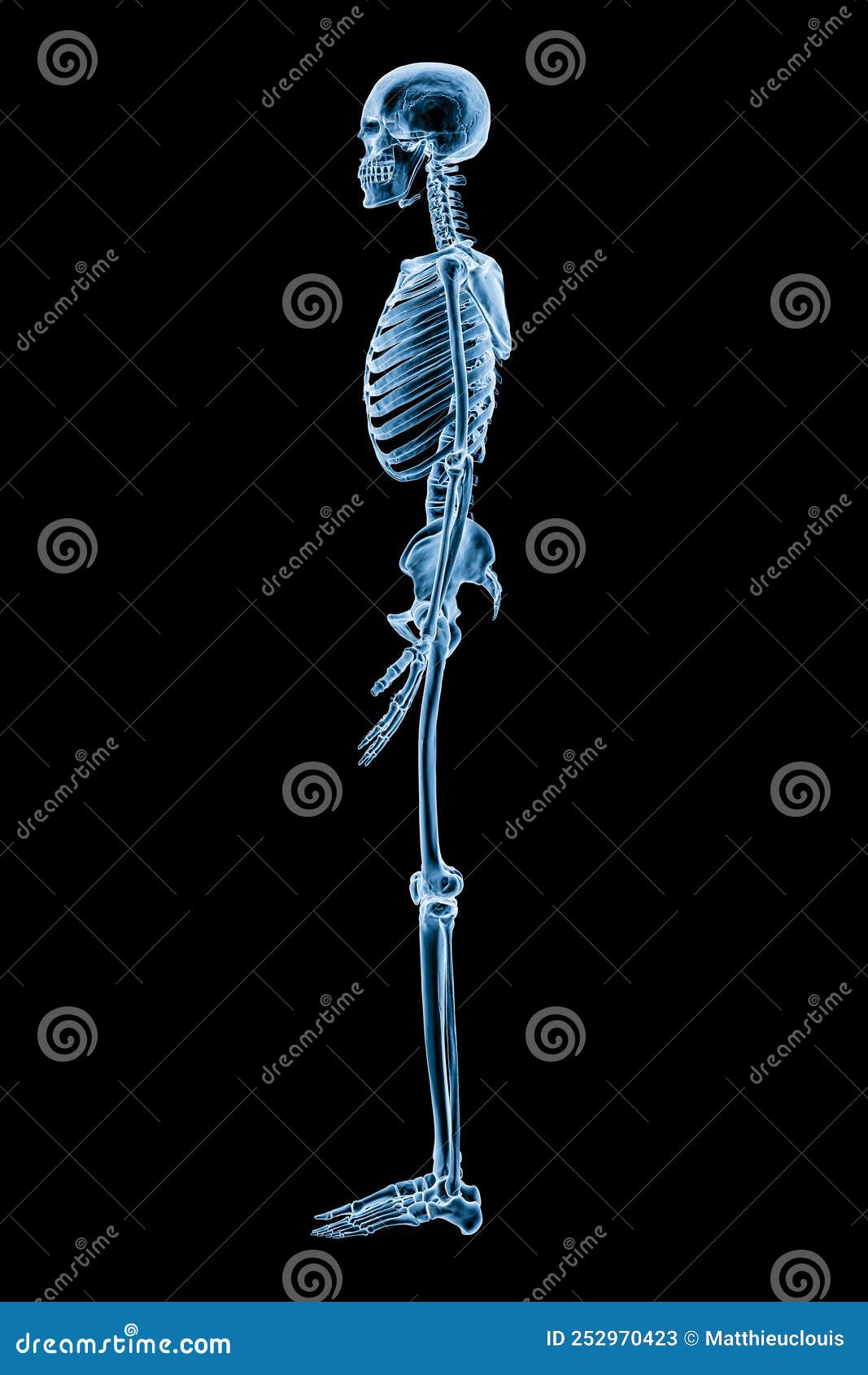 Xray Image of Lateral or Profile View of Full Human Skeletal System or ...