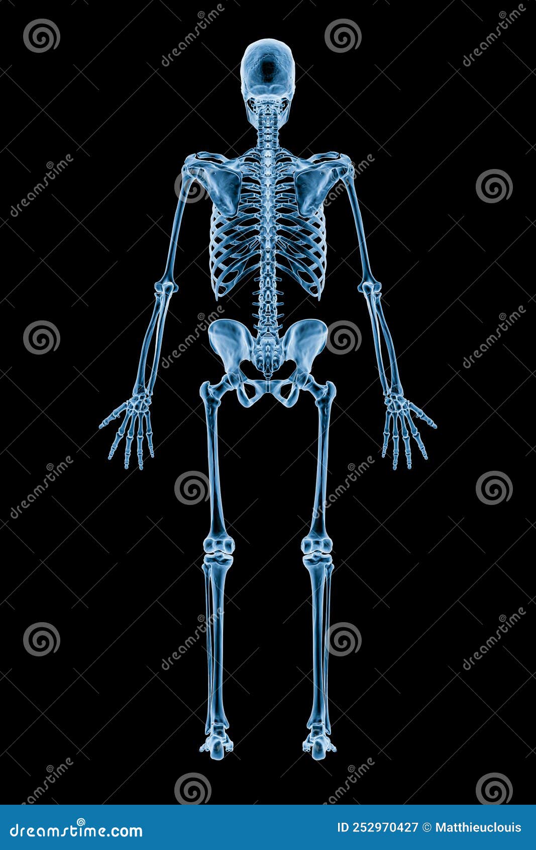 Xray Image of Posterior or Back View of Full Human Skeletal System or ...