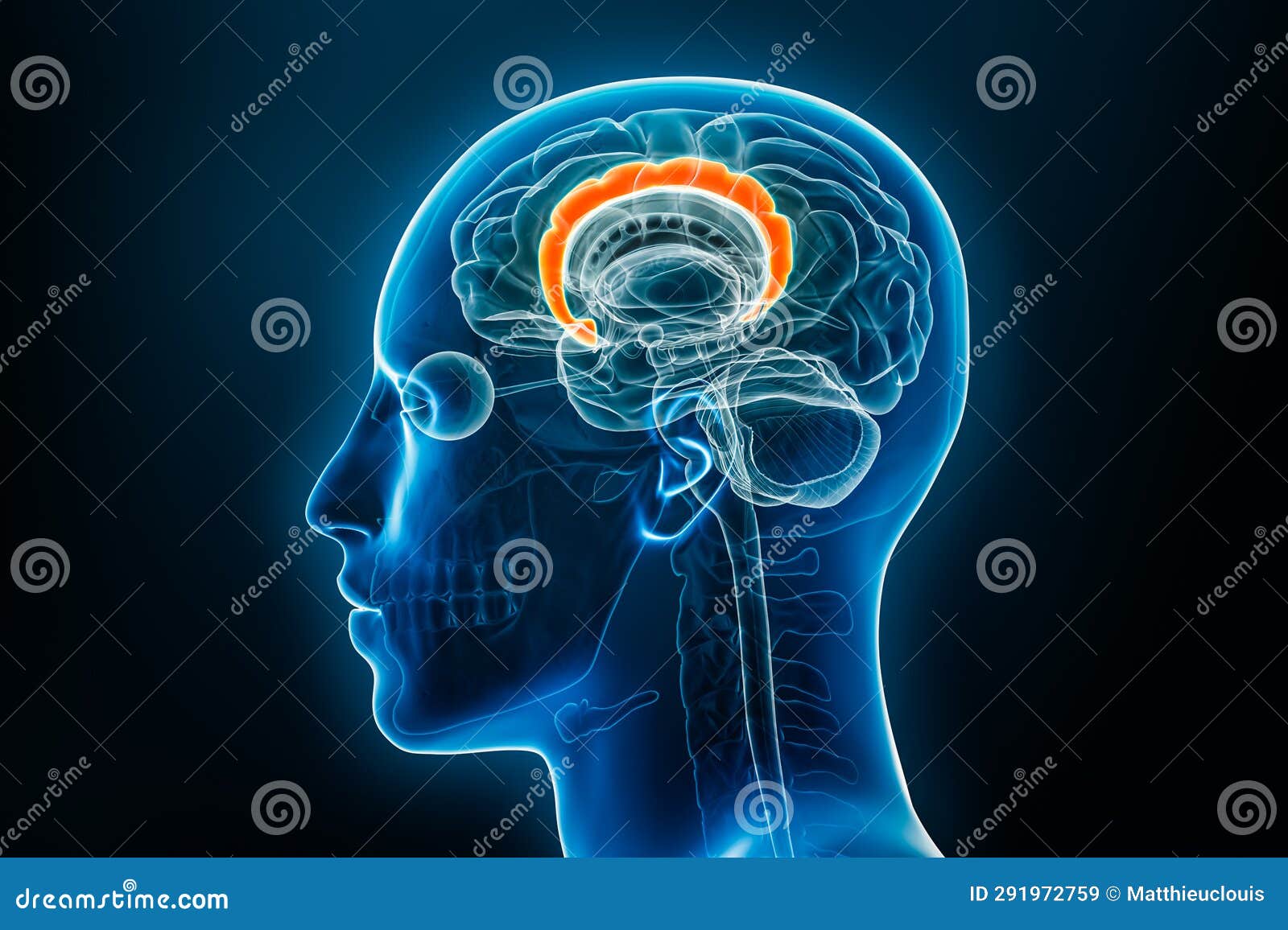 Xray Lateral or Profile View of the Cingulate Gyrus or Cortex 3D ...