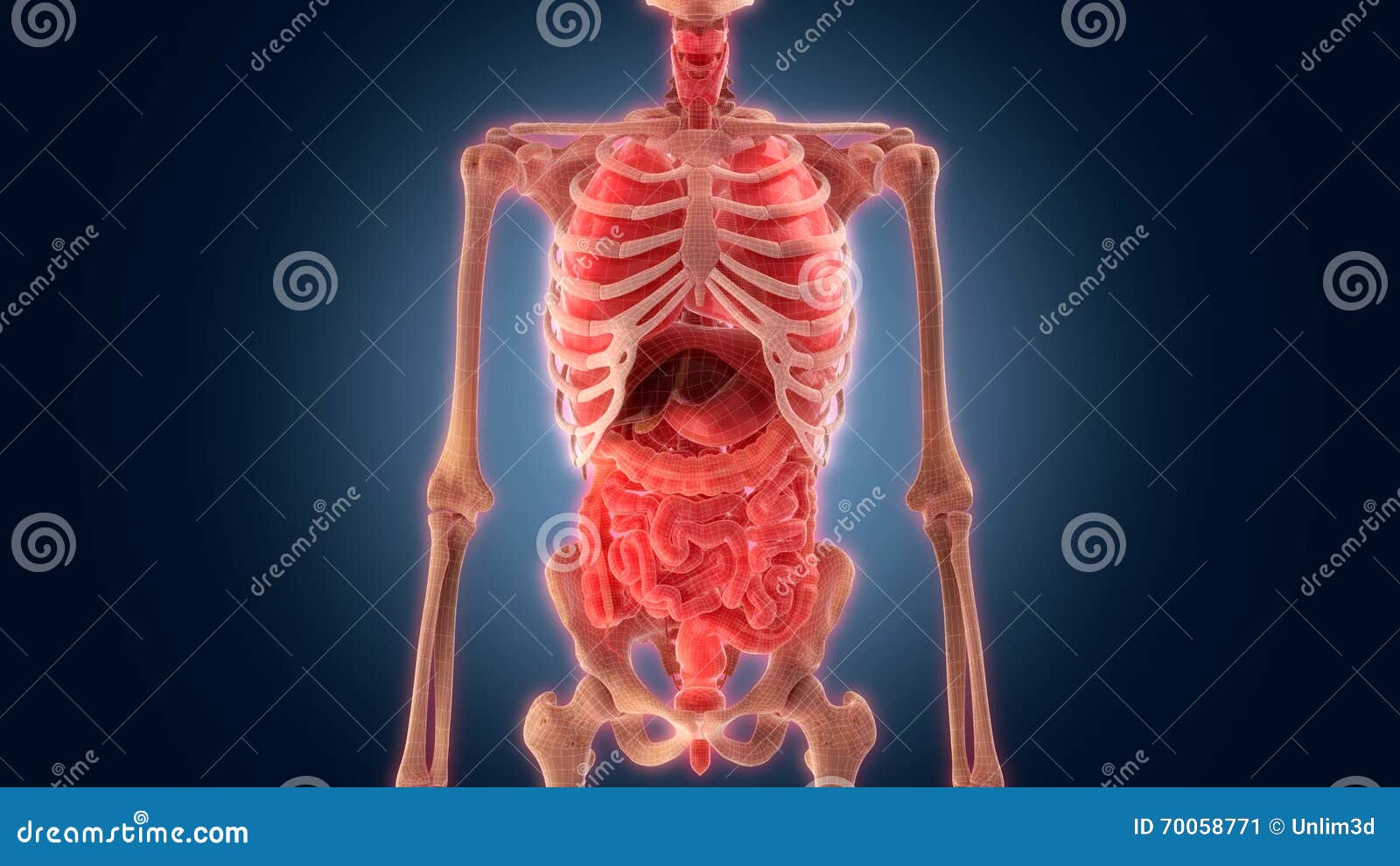 Xray scan internal organs stock illustration. Illustration of ...