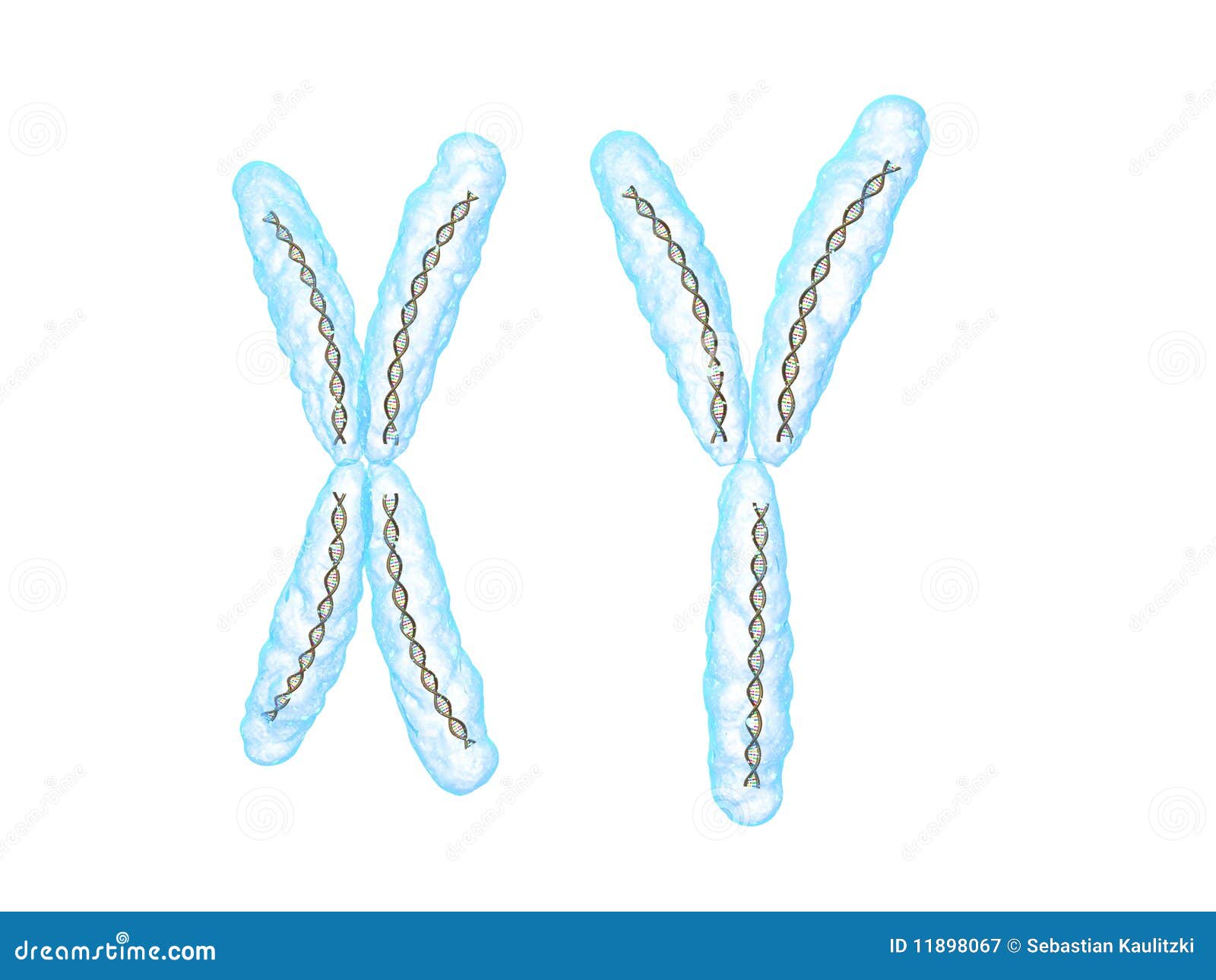 Xy - cromossoma ilustração stock. Ilustração de gene - 11898067