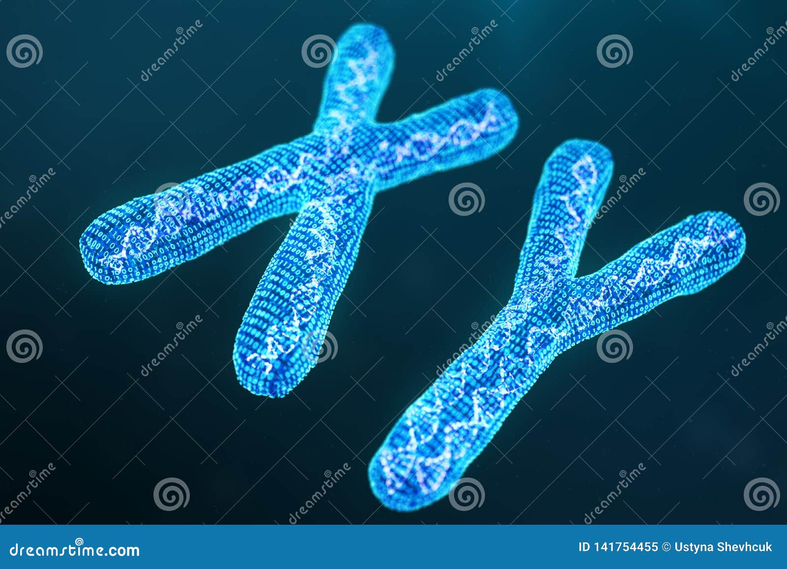 YY-Chromosomes With DNA Carrying The Genetic Code. Genetics Concept ...