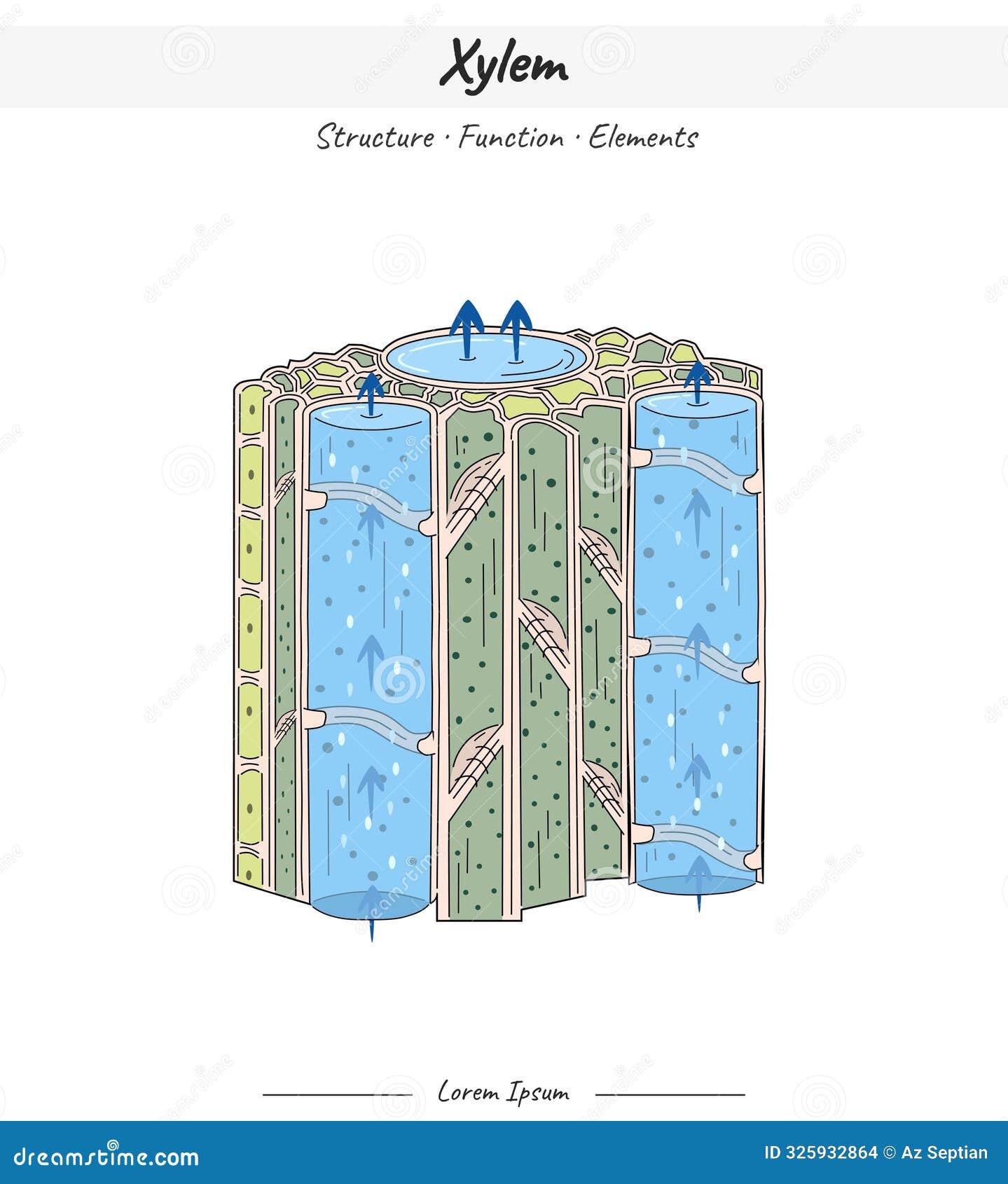 Xylem Structures And Elements Illustration With Text | CartoonDealer ...