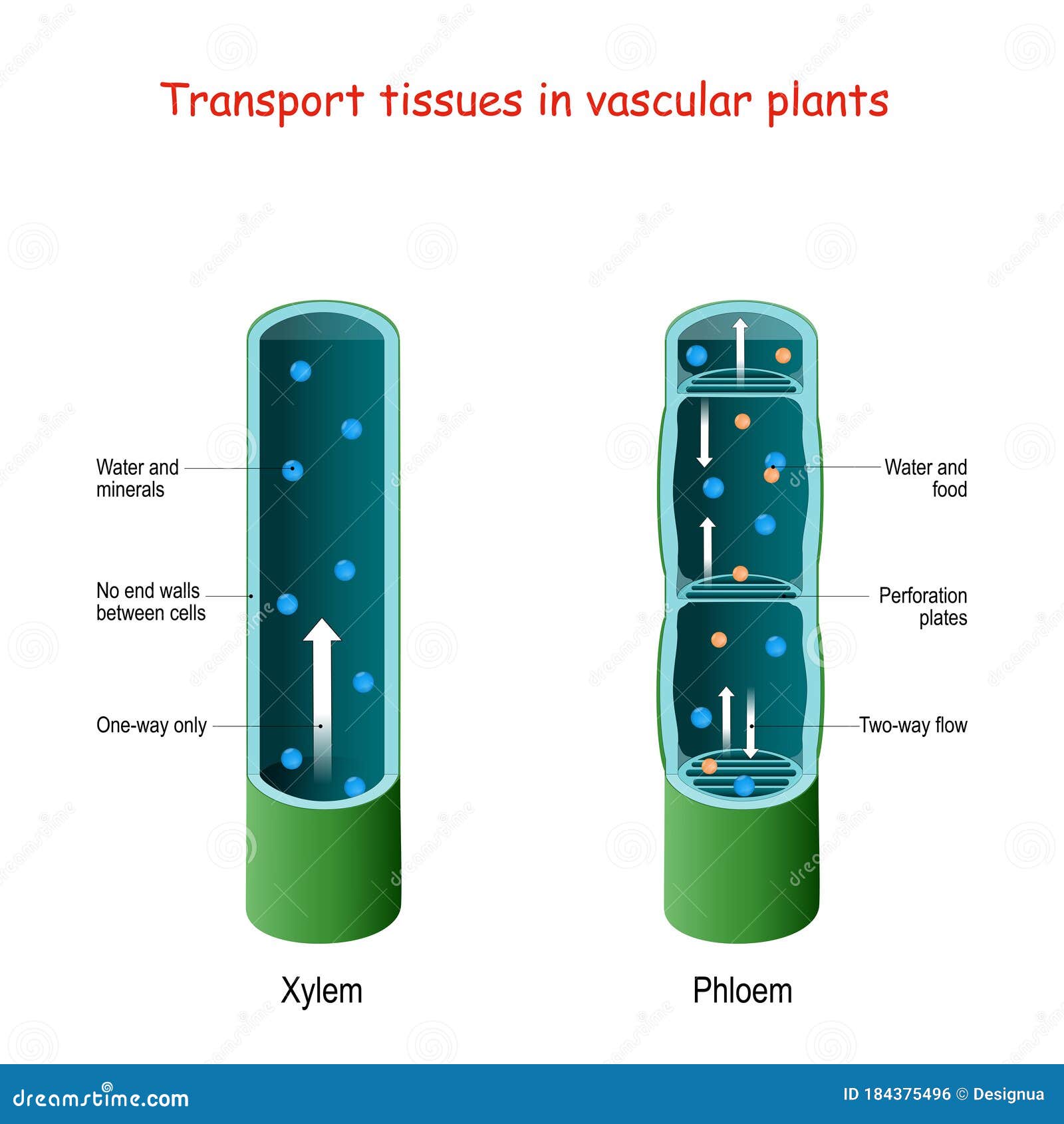 Xylem and Phloem. Biological Structure Scheme of Inner Vascular in ... Xylem and Phloem. Biological Structure Scheme of Inner Vascular in ...